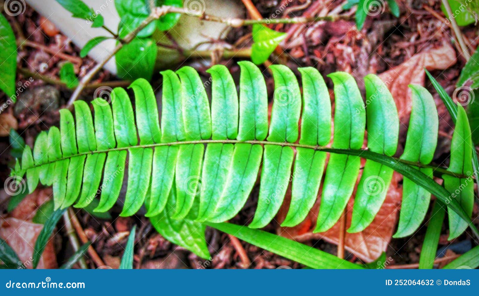 The Pattern and Shape of the Leaves are Very Unique. it Looks Very ...