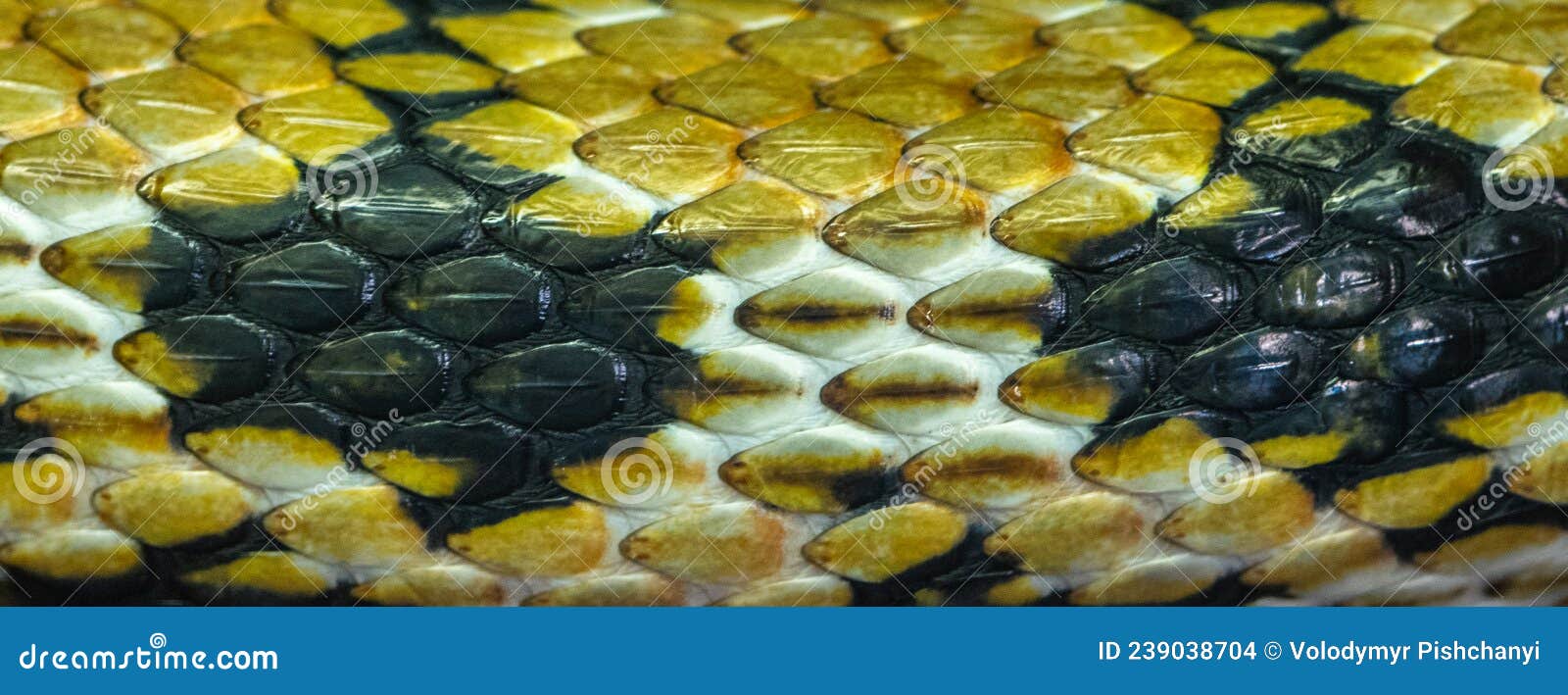Pattern on the Skin of a Boa Constrictor. Natural Texture Stock Photo ...