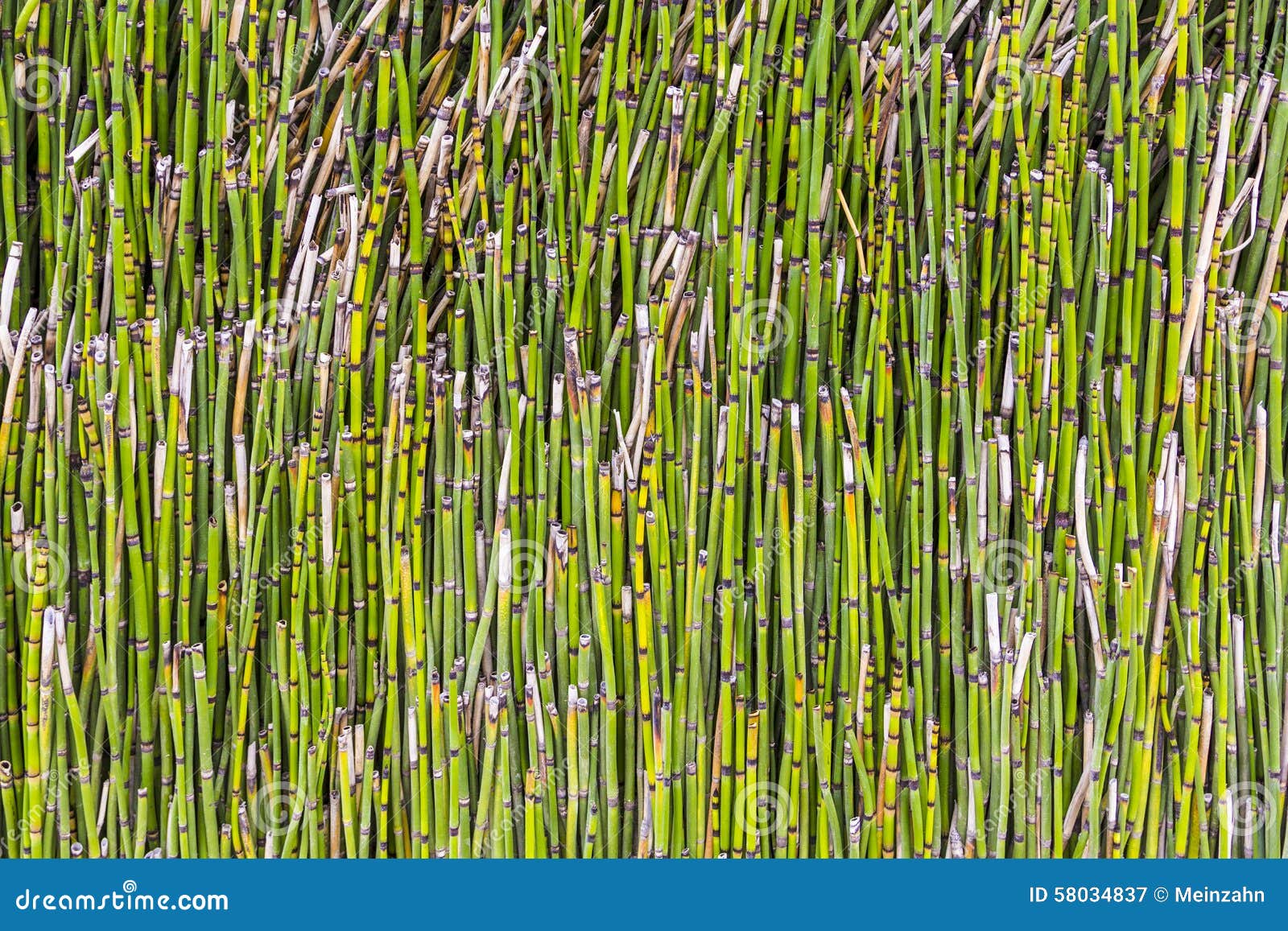 Pattern of small bamboo stock image. Image of fresh, branch - 58034837