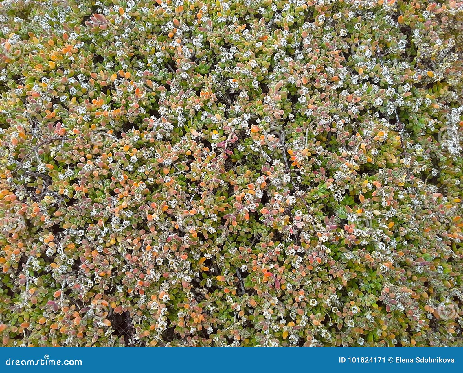 Pattern of Small Green Plant Stock Image - Image of beautiful, light ...