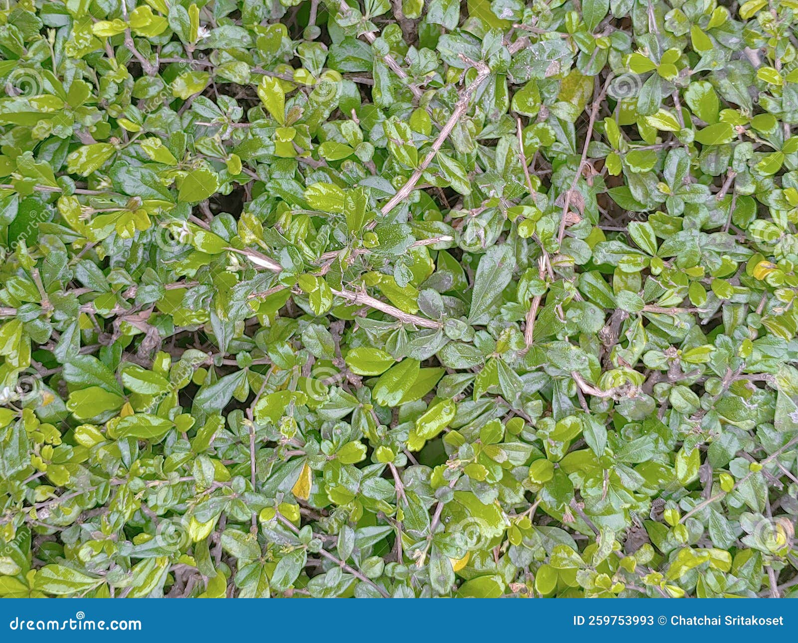 Pattern of Small Leaves are Used As a Background Stock Image - Image of ...