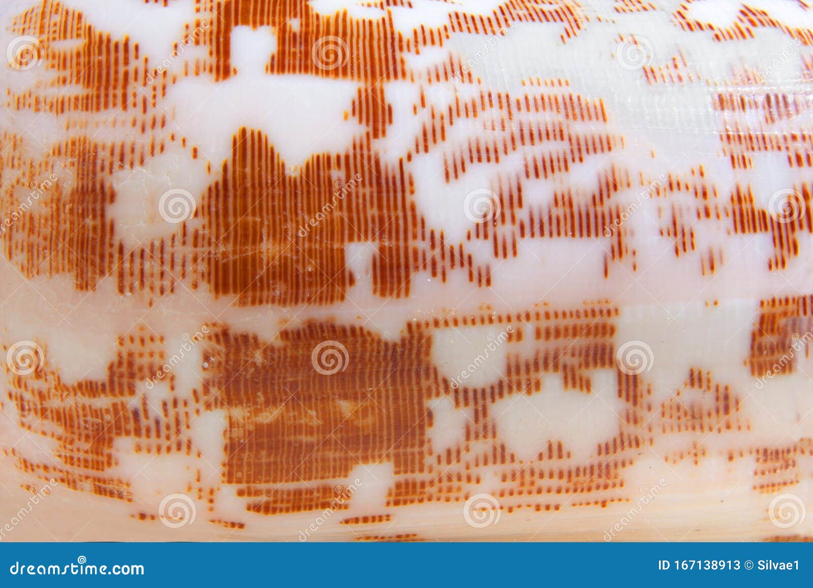 Shell Surface Structure. Summer, Early Morning. Stock Image - Image of ...