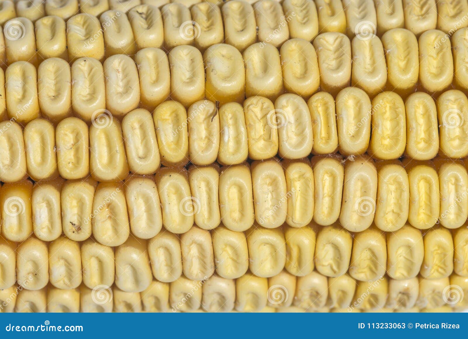 Pattern of Some Grains of Maize Maize Grains Texture Stock Image ...