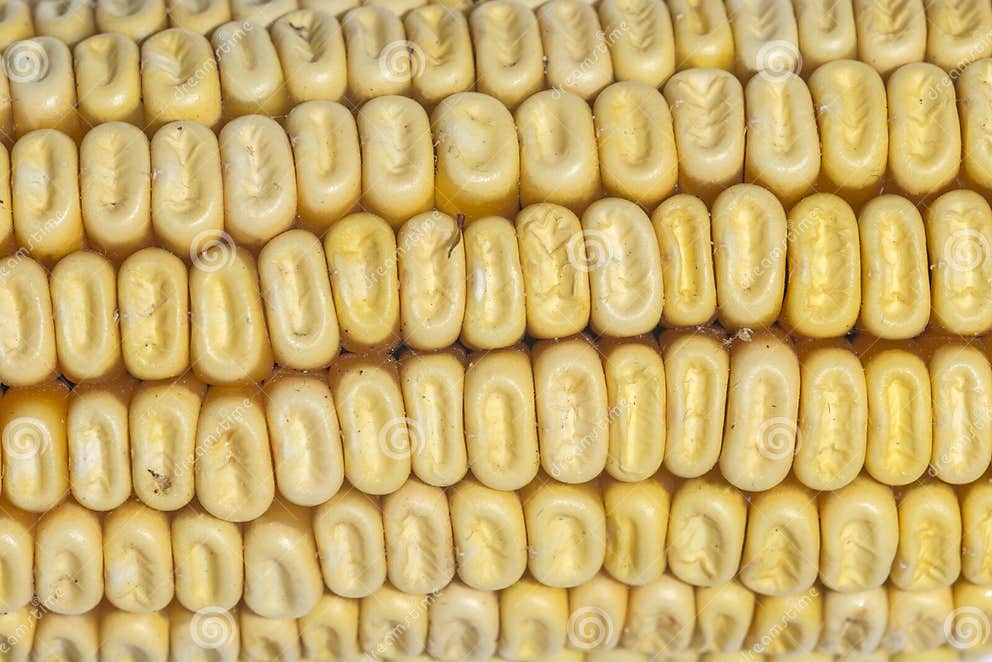 Pattern of Some Grains of Maize Maize Grains Texture Stock Image ...