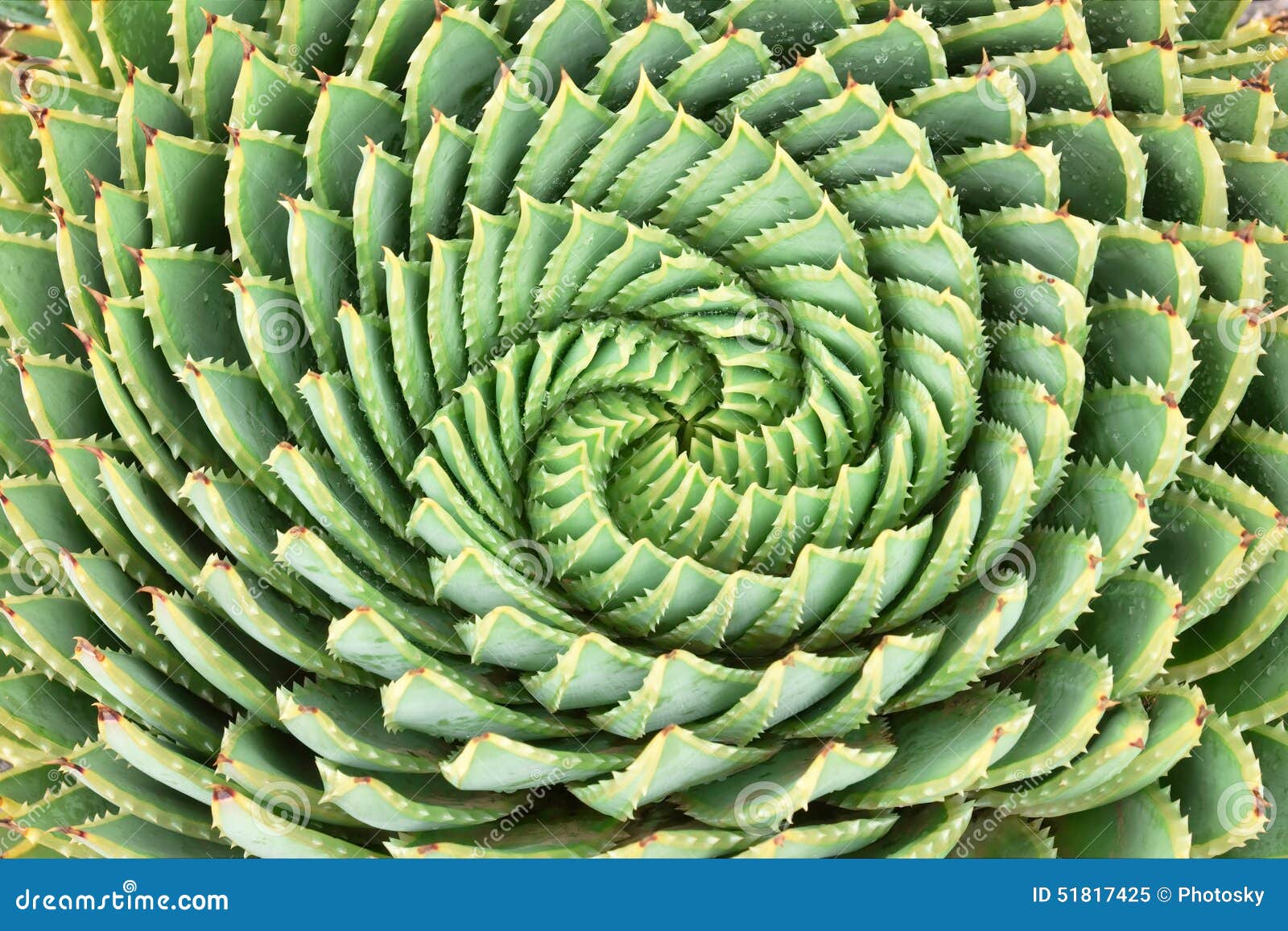 Pattern of spiral aloe stock image. Image of endangered - 51817425