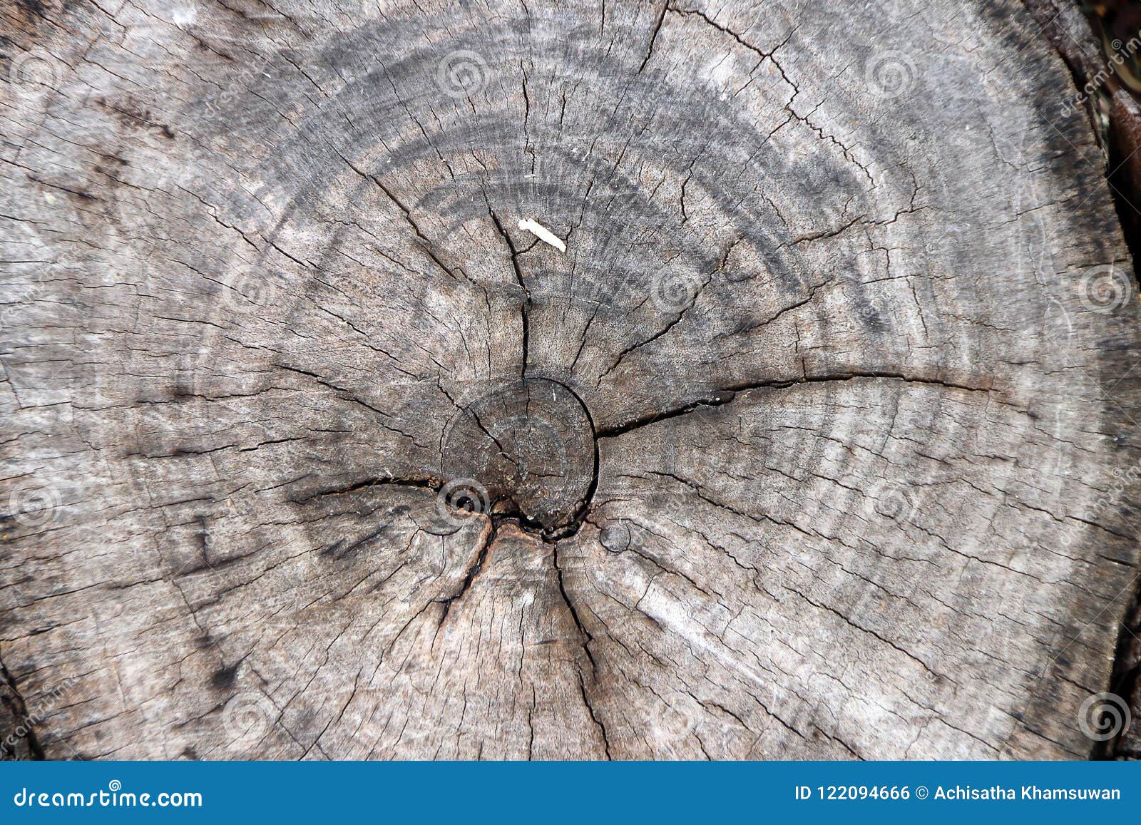 Pattern of Stump and the the Year Stumps. Stock Photo - Image of ...