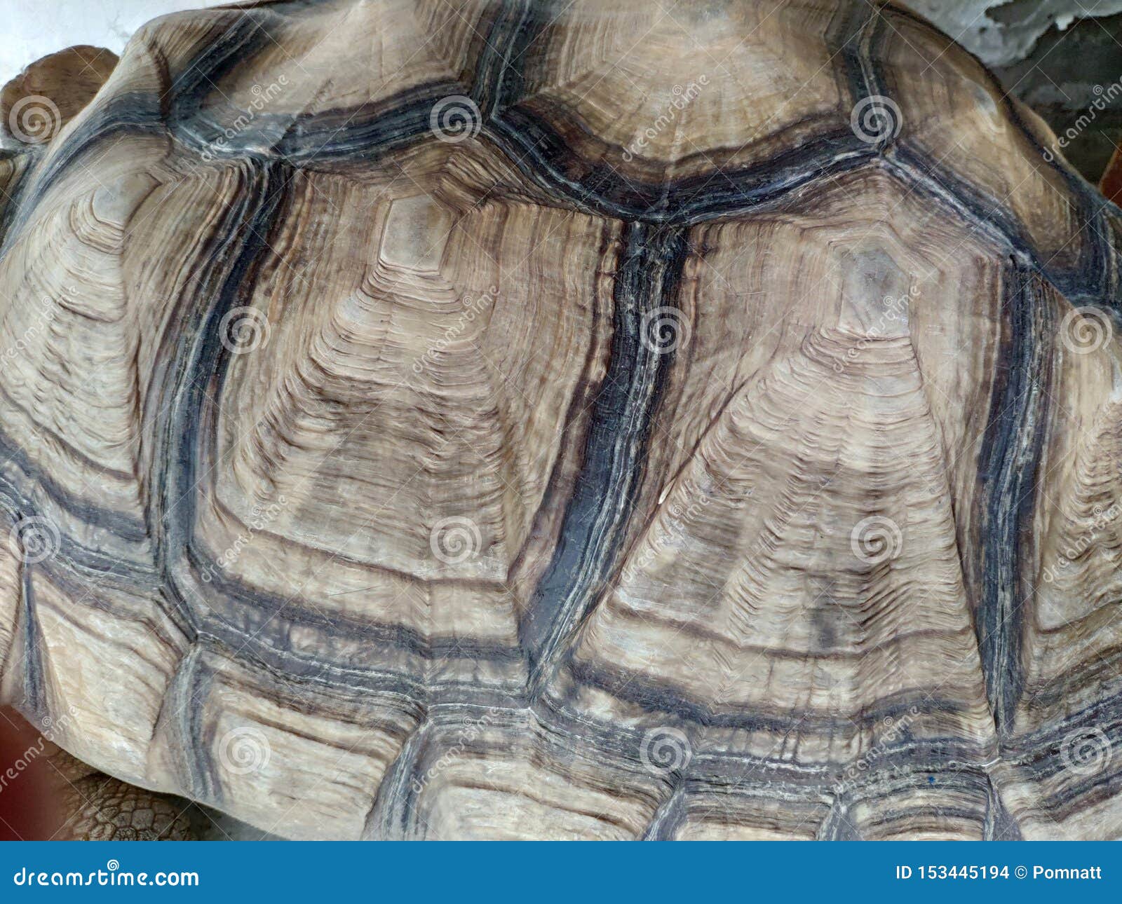 Pattern Sulcata Tortoiseshell Stock Photo - Image of details, pattern ...