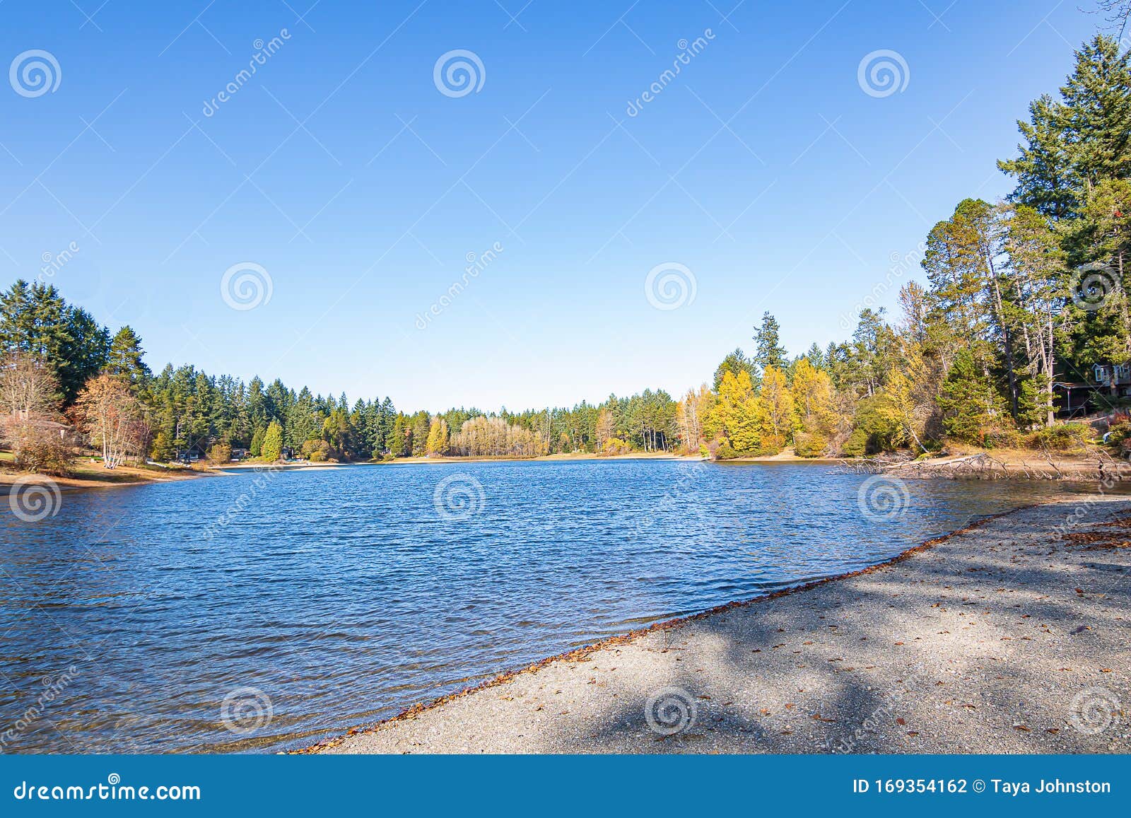 Pattern of Sunlight and Shadow Leading To Lake with Forest Stock Photo ...