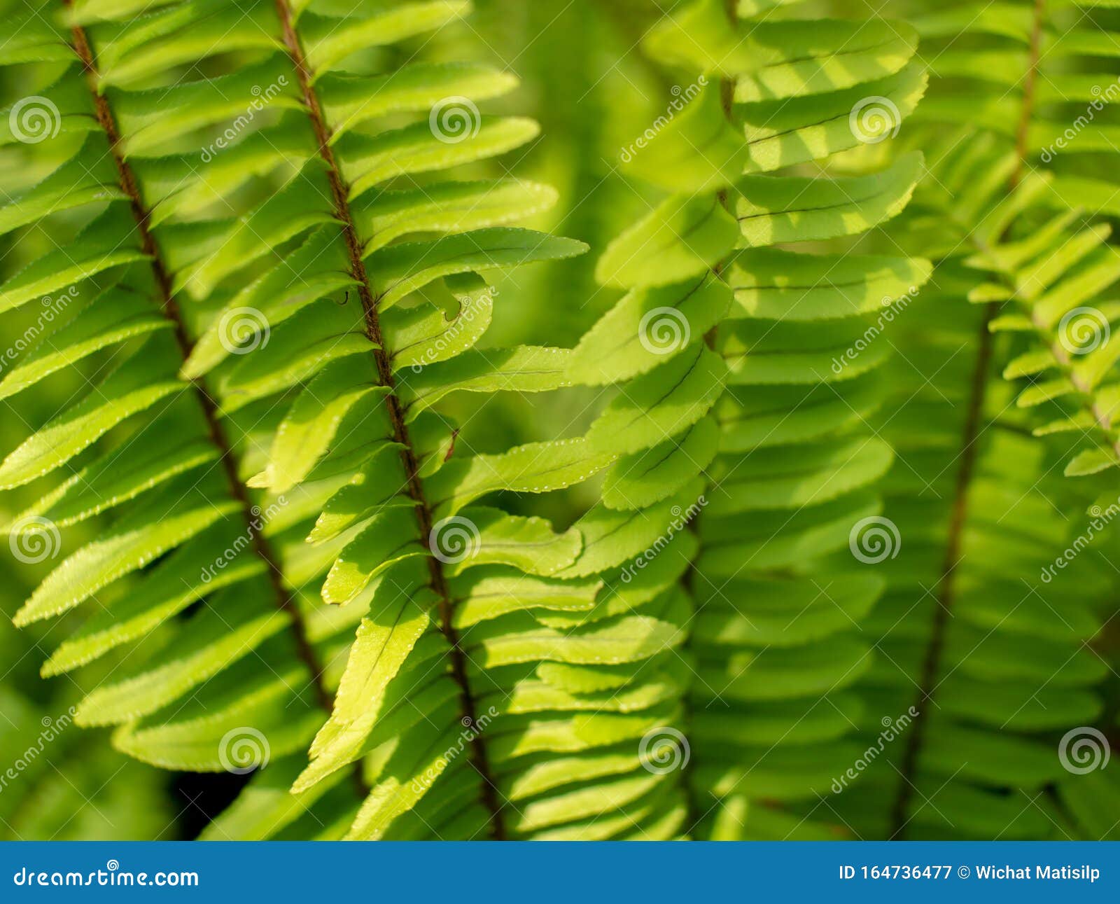 Pattern of Sword Fern Leaves Stock Image - Image of abstract, element ...