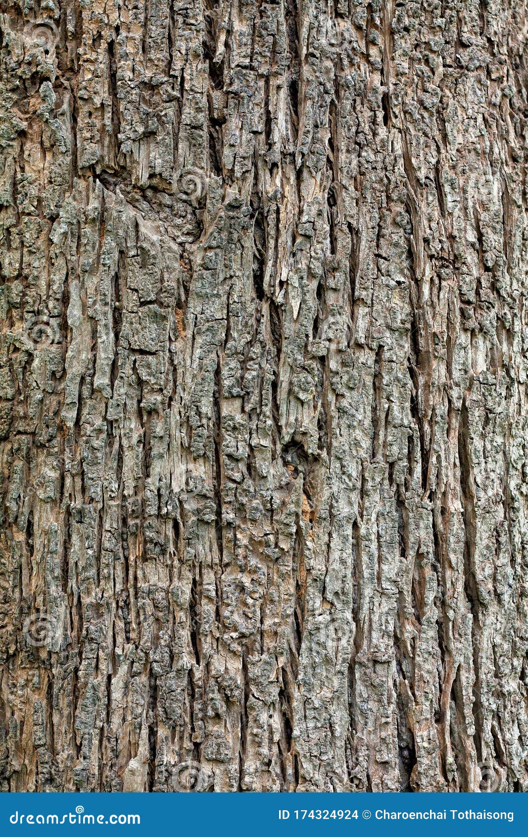 Pattern of Teak Bark Surface Evaporation and Prevent Forest Fires ...