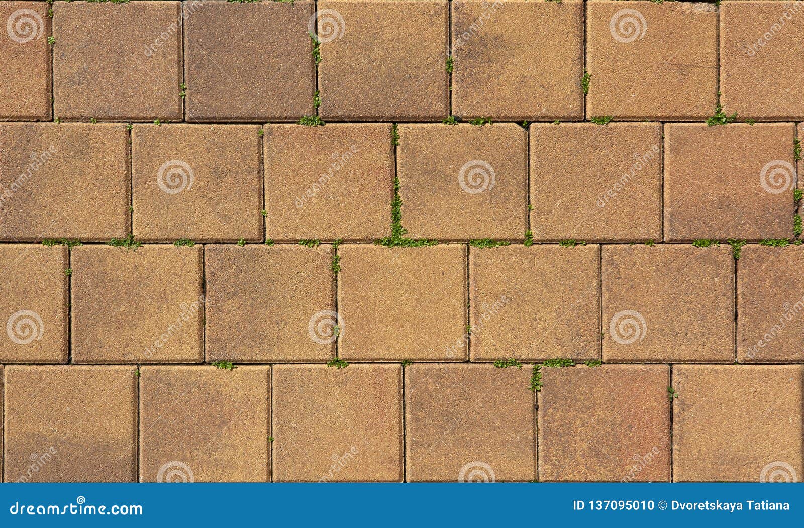 Pattern of Terracotta Paving Slabs with Grass in Joints Stock Photo ...