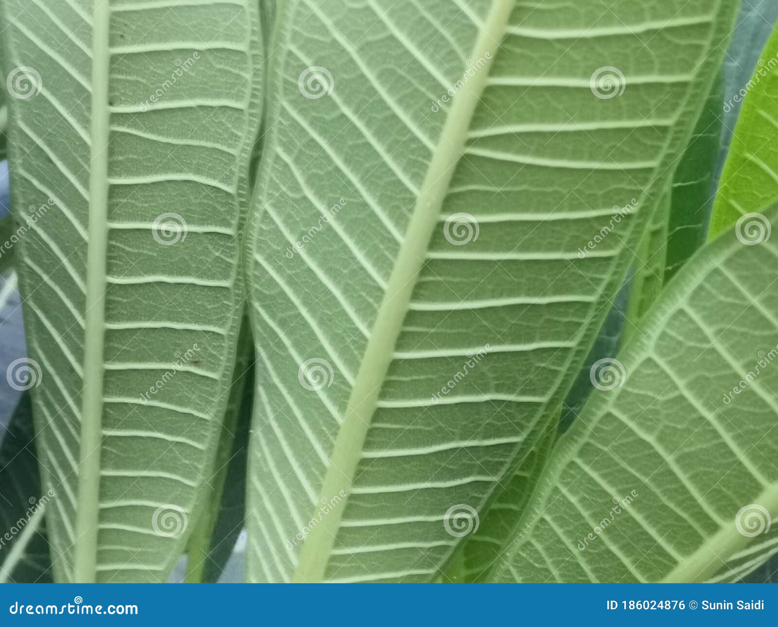 Pattern and Texture at the Back Side of Green Leaves. Stock Photo ...
