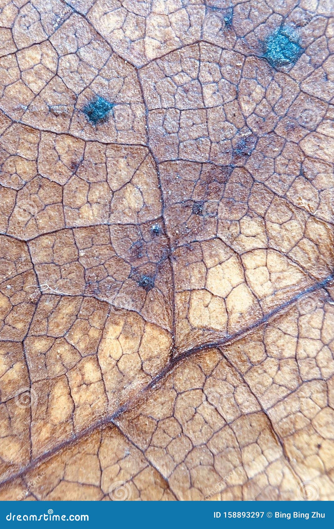 The back side of a leaf stock image. Image of pattern - 158893297