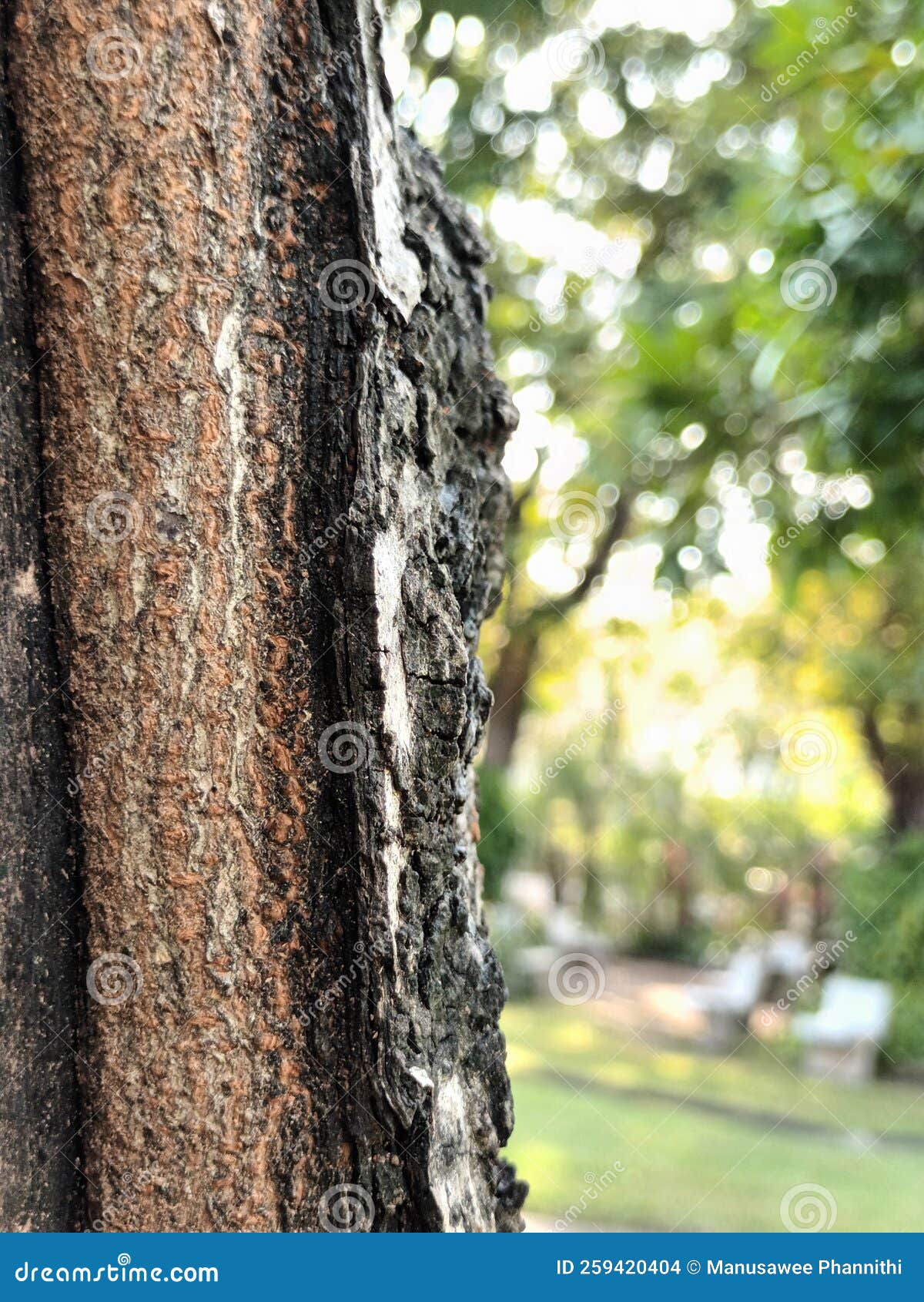 The Pattern and Texture of the Brown Wood of the Trees in the Rich ...