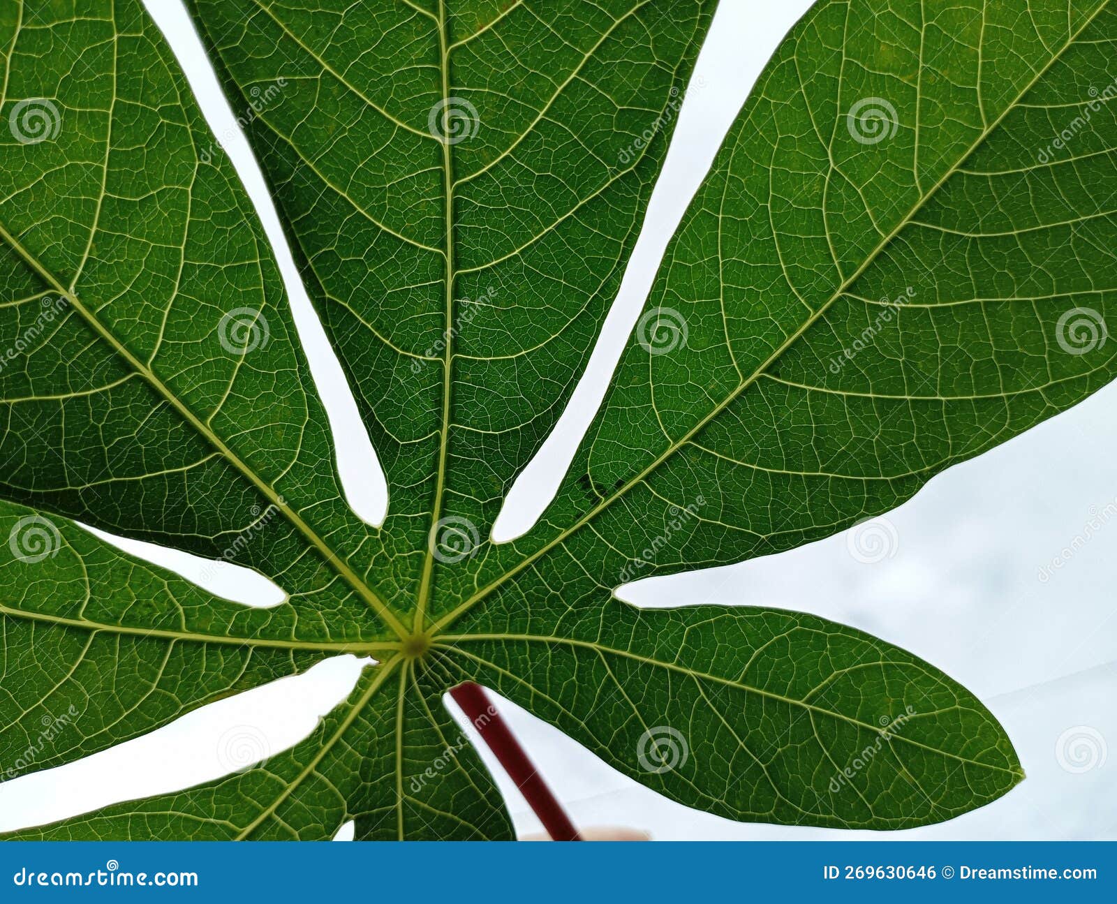 Pattern and Texture of Cassava Leaf Stock Photo - Image of grass, shrub ...