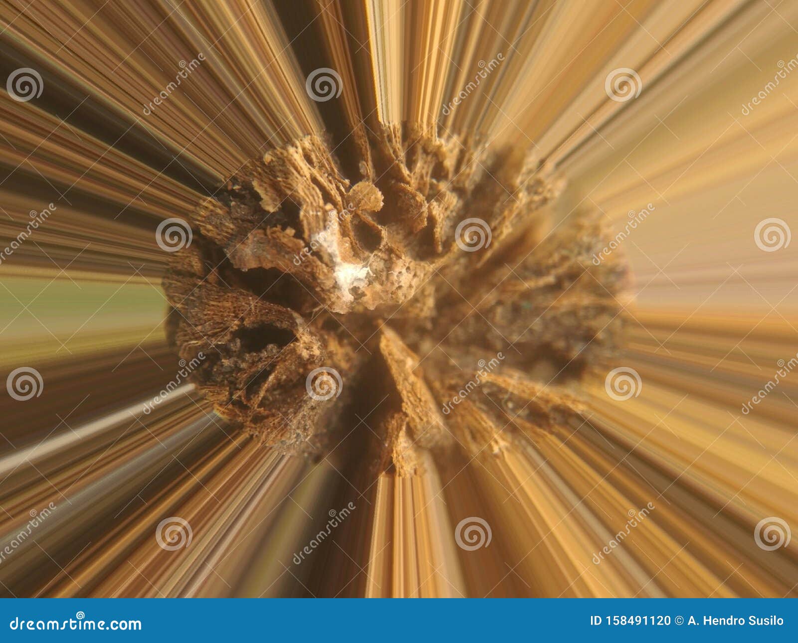 Pattern, Texture and Gradation of Transverse Log Pieces Stock Photo ...