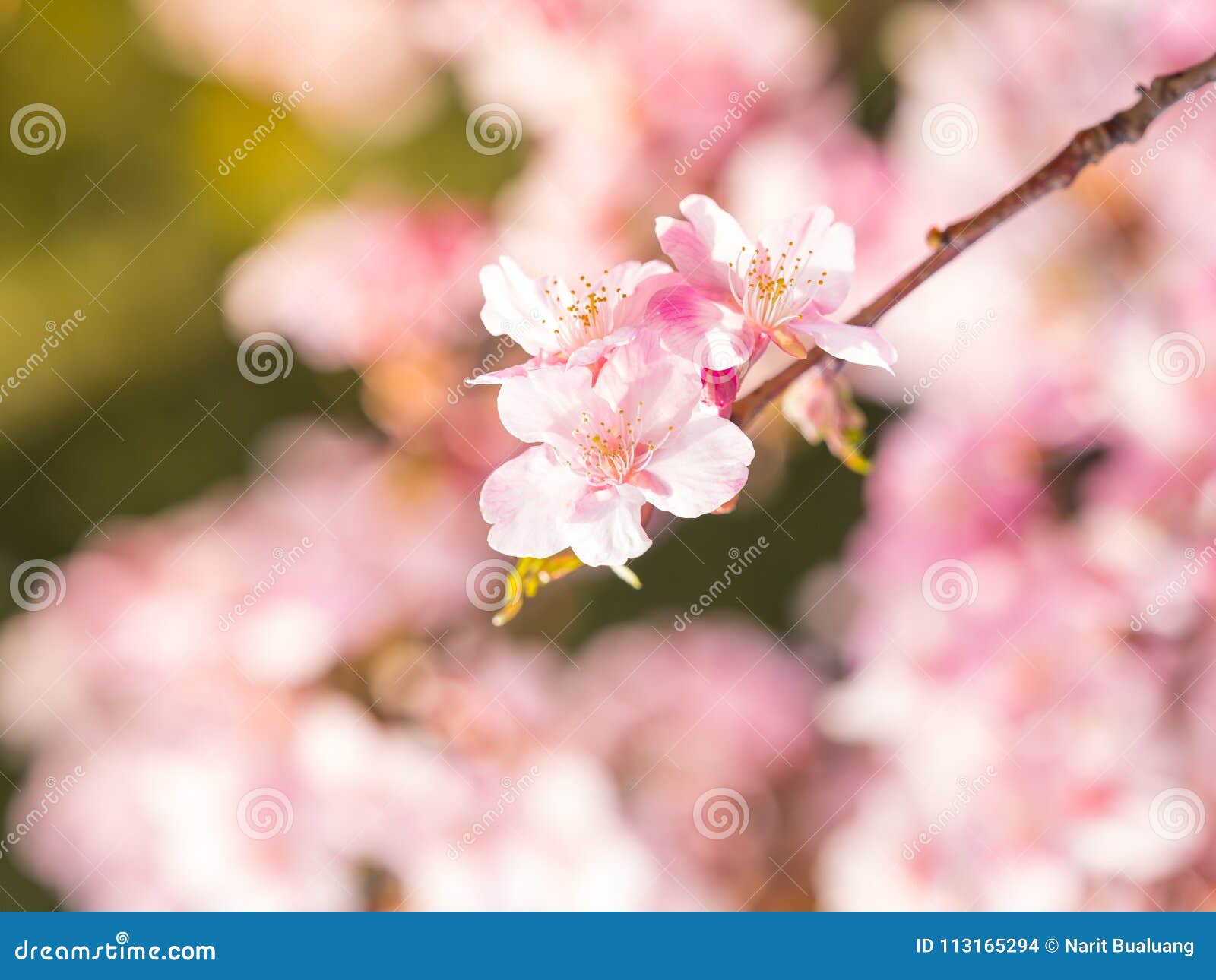 Pattern and Texture from Soft Sakura Stock Photo - Image of japanese ...