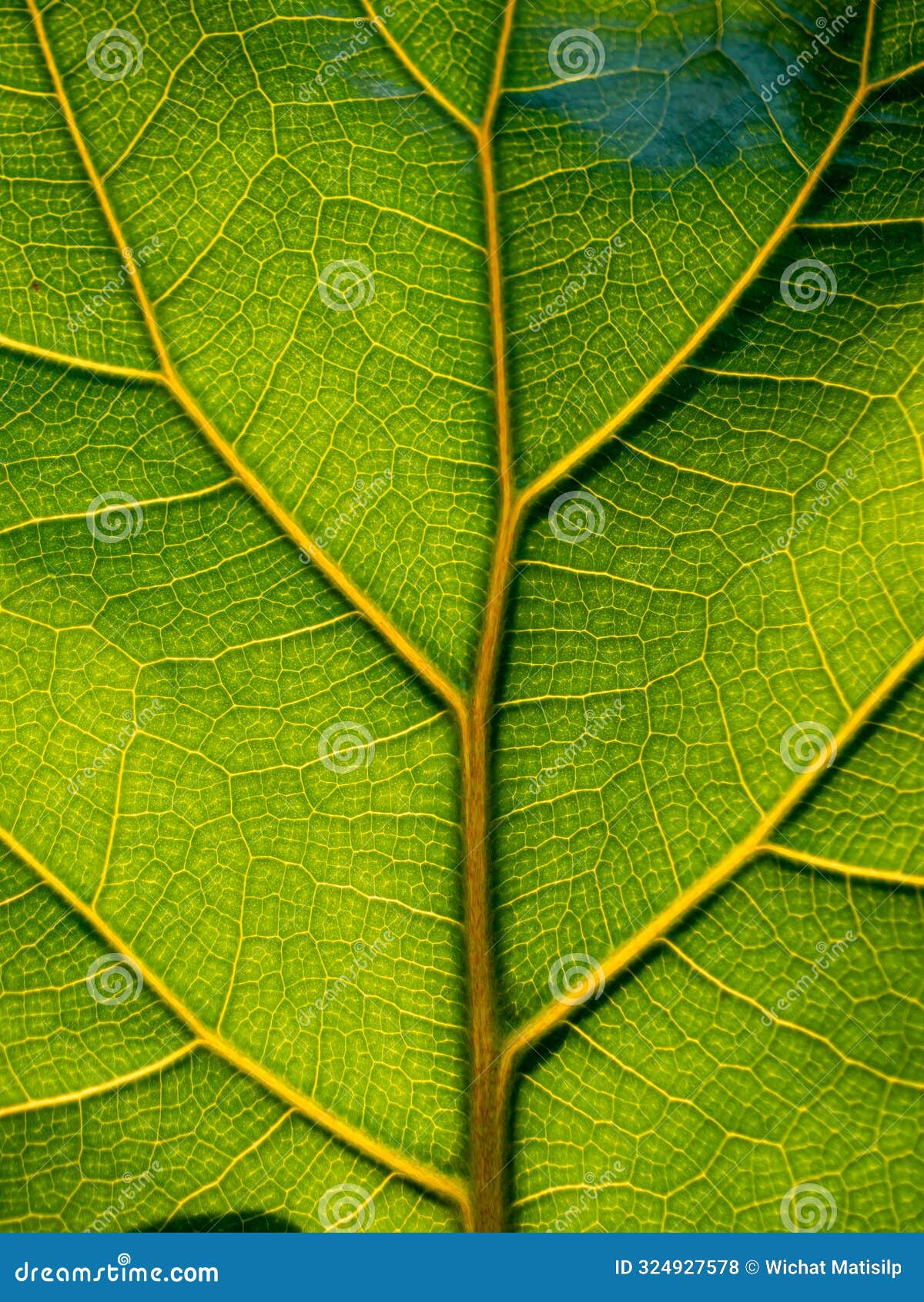 The Texture Of Teak Wood Corrosion Due To Heat, Rain And Insects Stock ...