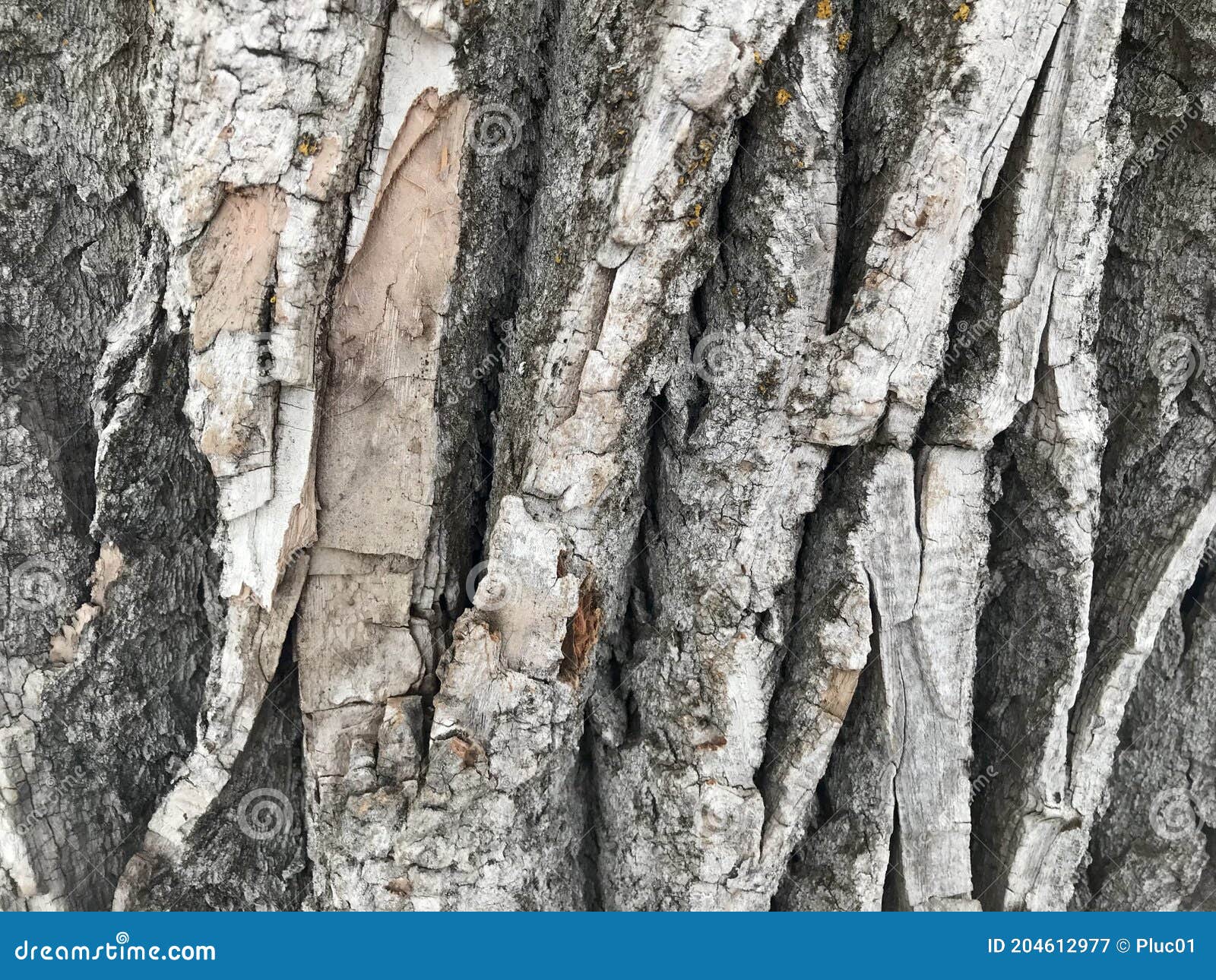 White Ash Tree Bark, Close Up Stock Image - Image of close, pattern ...