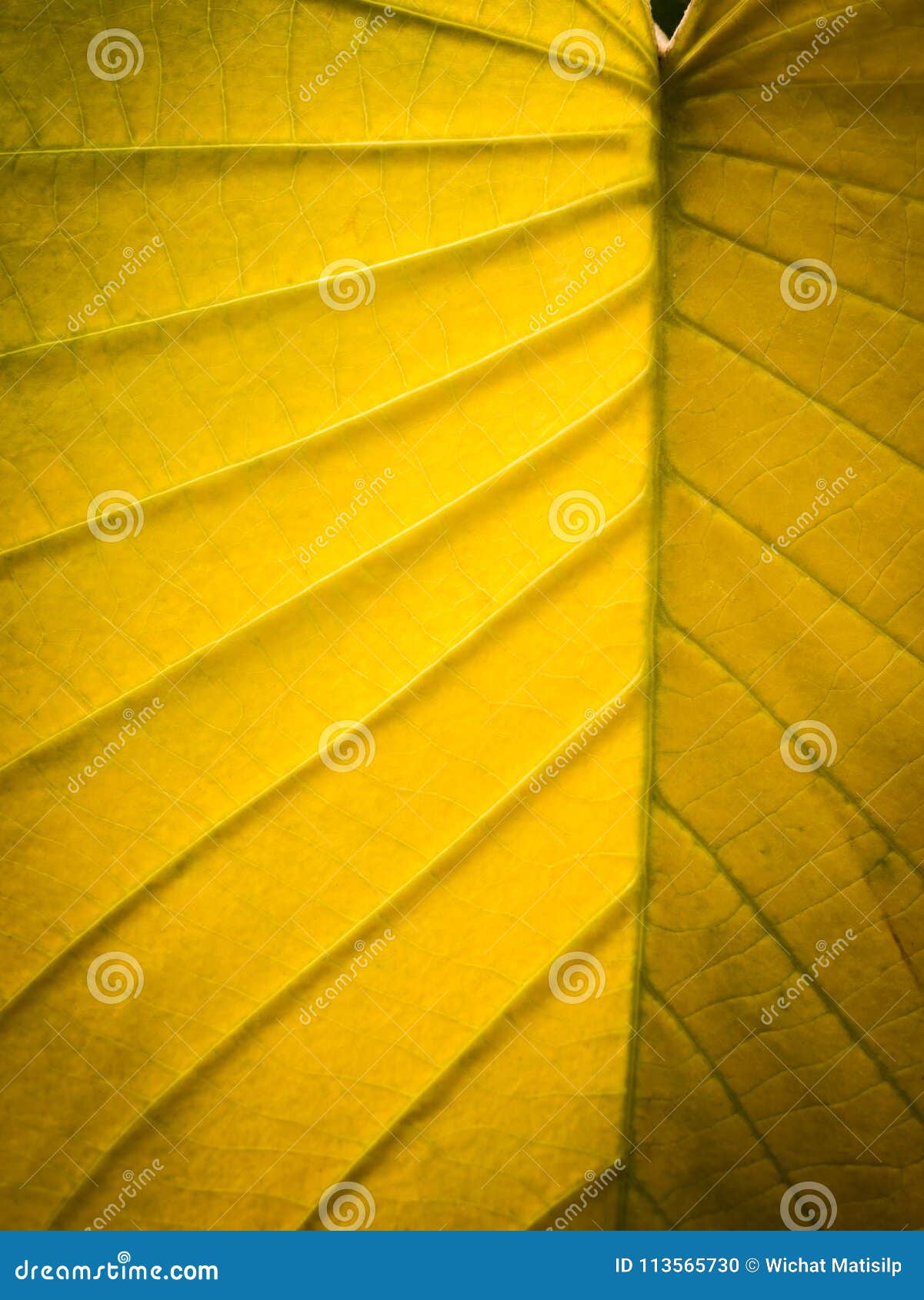 The Pattern and Texture of the Yellow Leaf Stock Photo - Image of baby ...