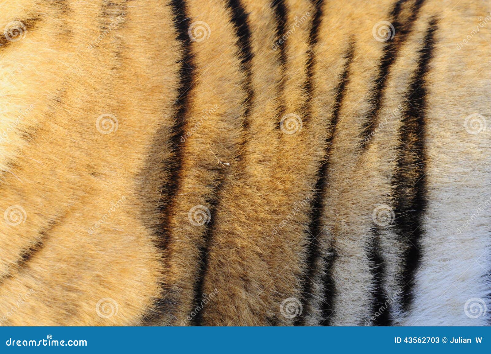 Pattern from the Tiger stock image. Image of closeup - 43562703