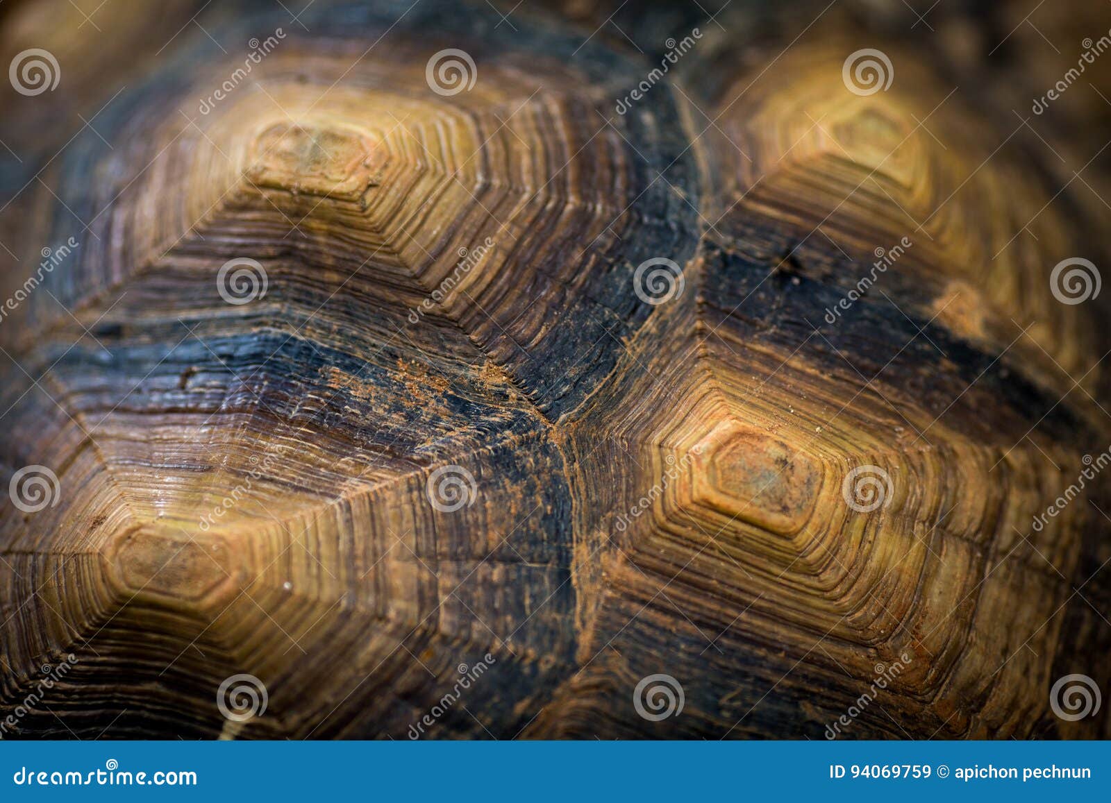 Pattern on Tortoise African Spurred Tortoise Geochelone Sulcata Stock ...