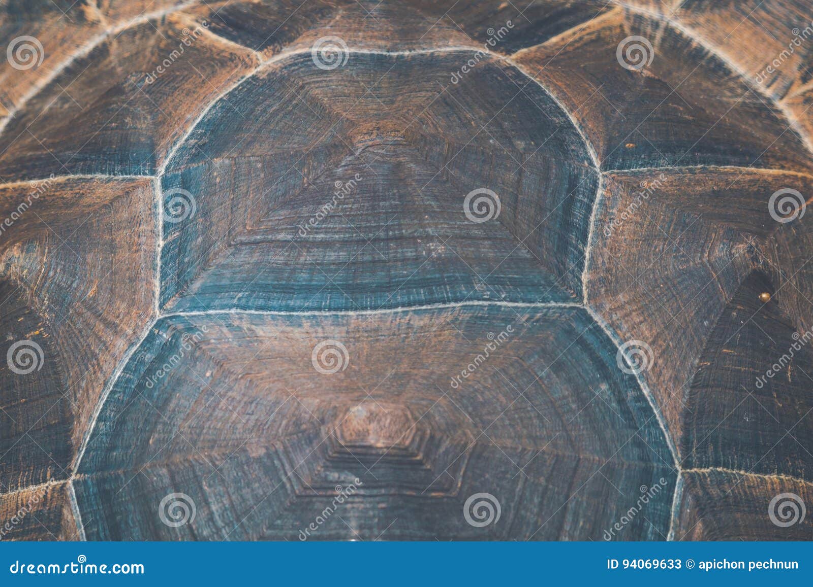 Pattern On Tortoise African Spurred Tortoise Geochelone Sulcata Stock ...