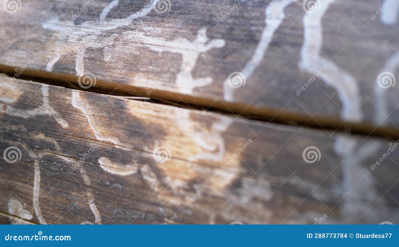 Pattern, Traces of Damage To the Bark on the Smooth Surface of a Tree ...