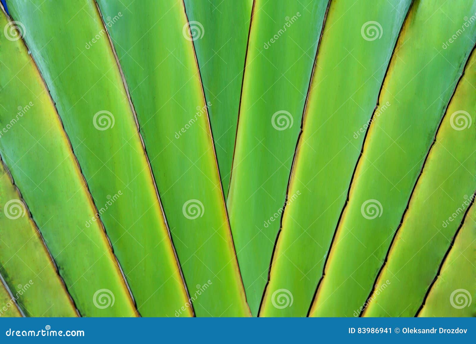 Pattern of Travellers Palm Tree Stock Image - Image of thailand, detail ...