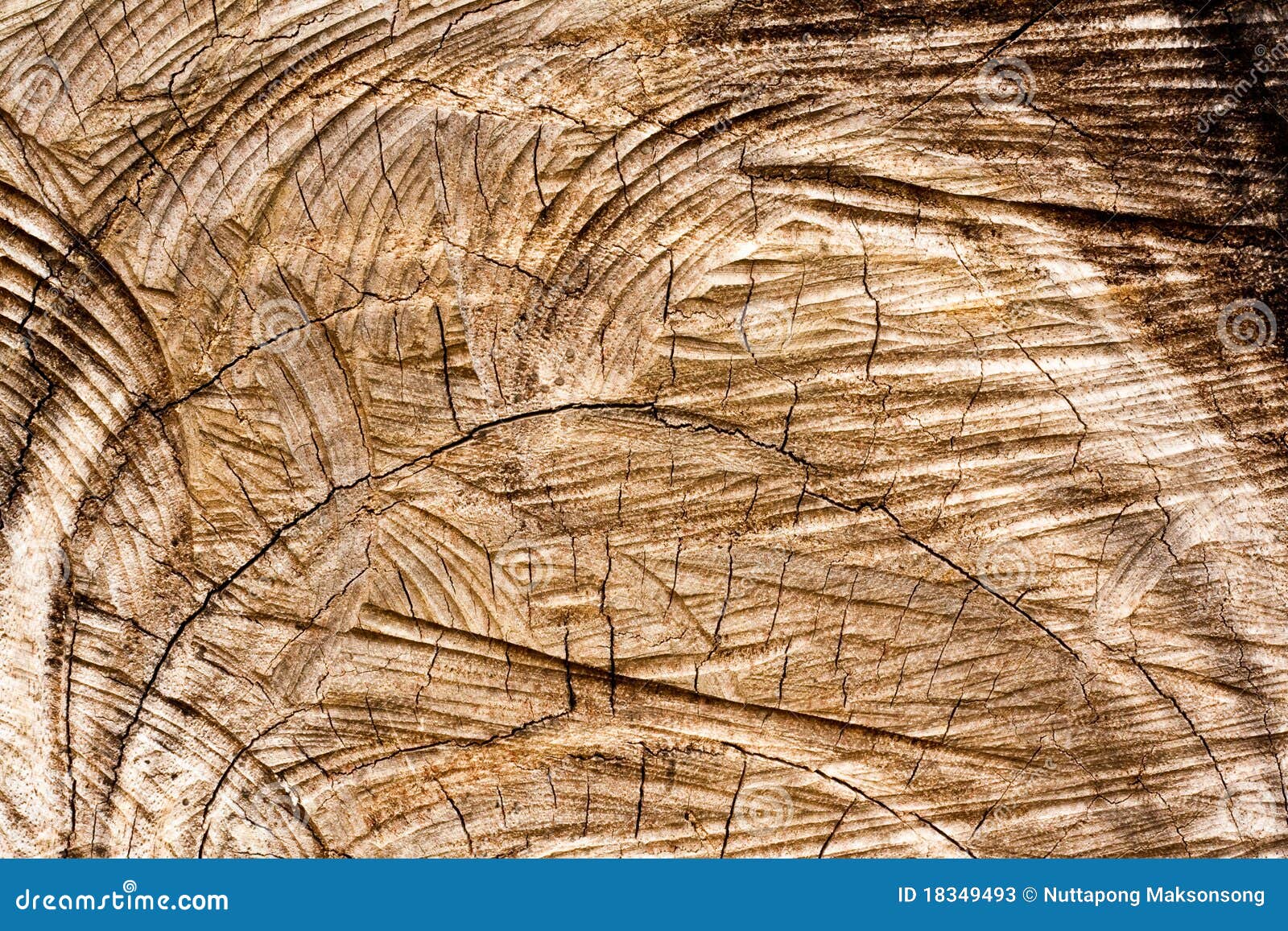 Pattern tree stock image. Image of life, nature, growth - 18349493