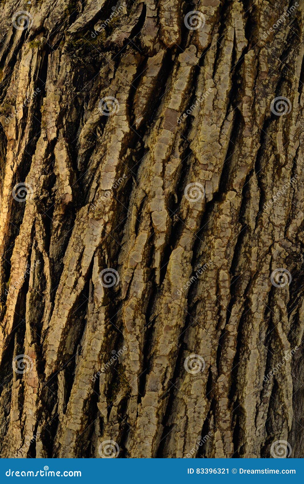 The Pattern of Tree Bark. Background. Beautiful Texture Stock Image ...
