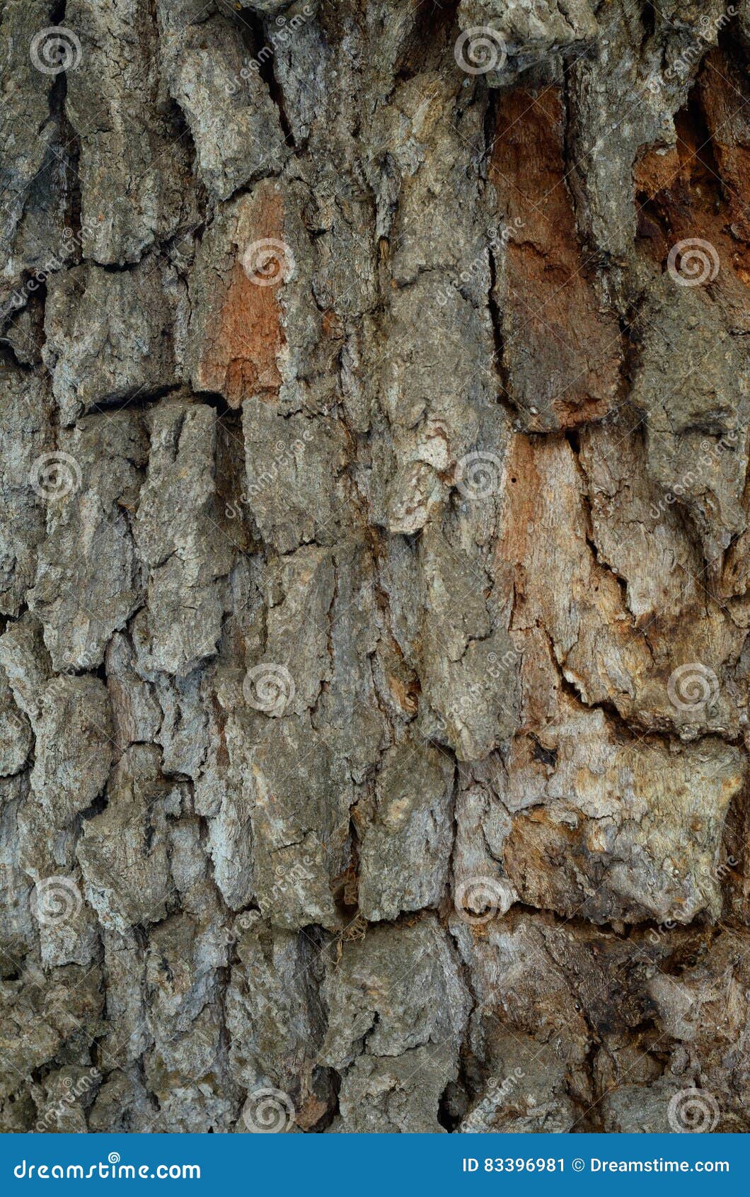 The Pattern of Tree Bark. Background. Beautiful Texture Stock Image ...