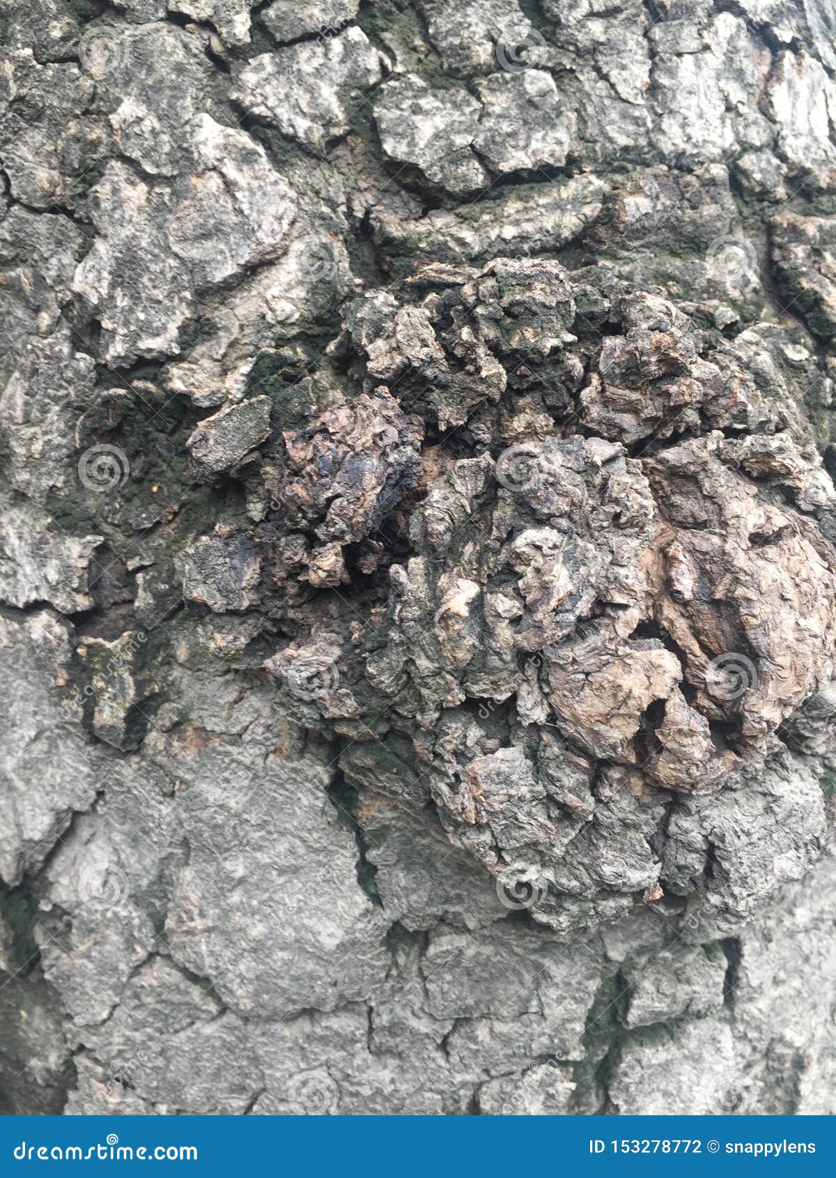 Pattern of tree bark stock photo. Image of pattern, wooden - 153278772