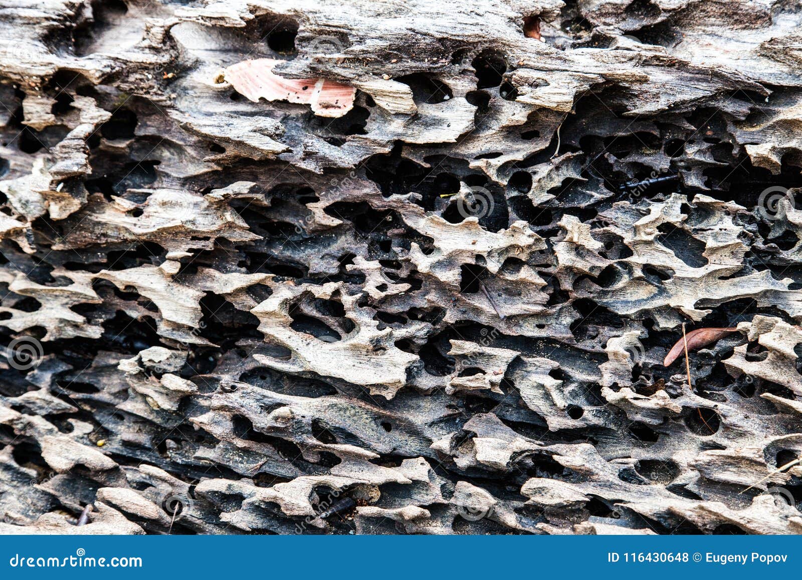 Bark of a Tree is Eaten by Bark Beetles Stock Photo - Image of rough ...