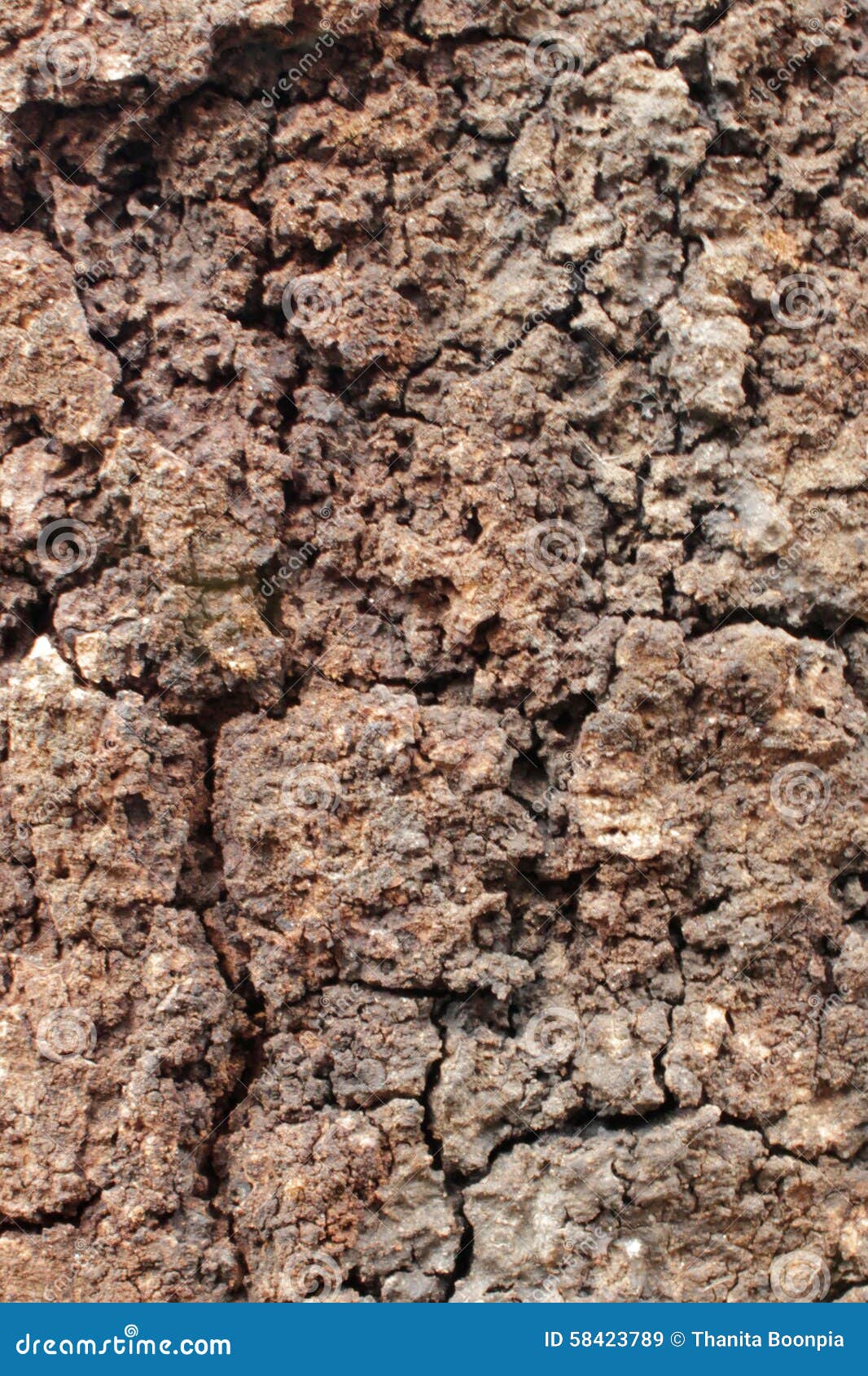 Pattern of the tree stock image. Image of natural, wood - 58423789