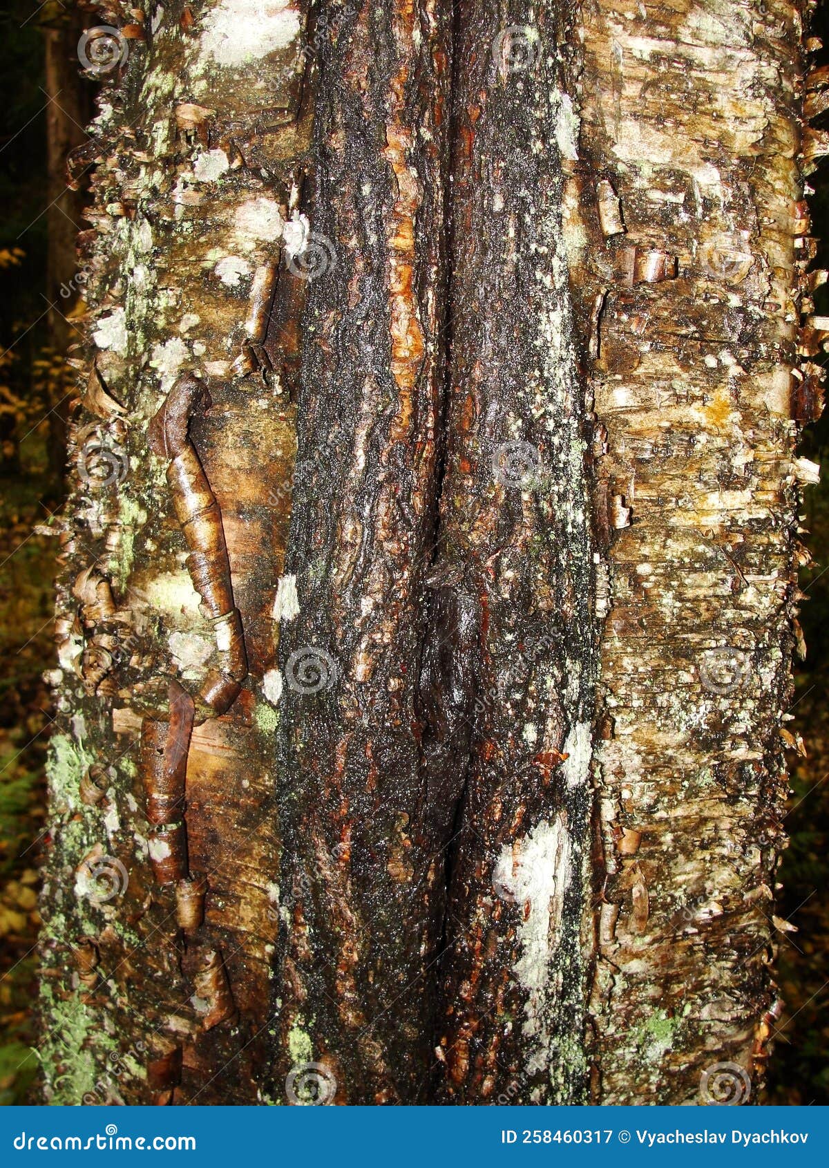 Old Wood Texture. Useful for Backgrounds. Stock Image - Image of ...