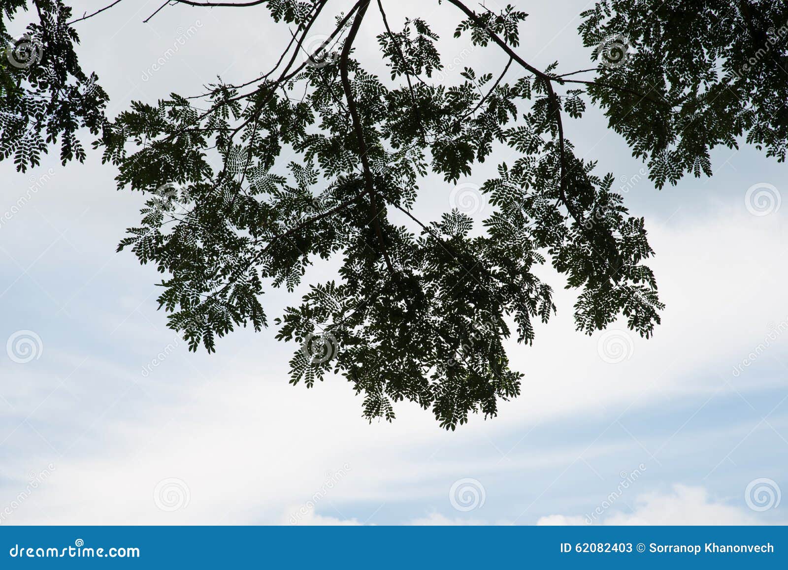 Pattern tree. stock image. Image of decorative, background - 62082403