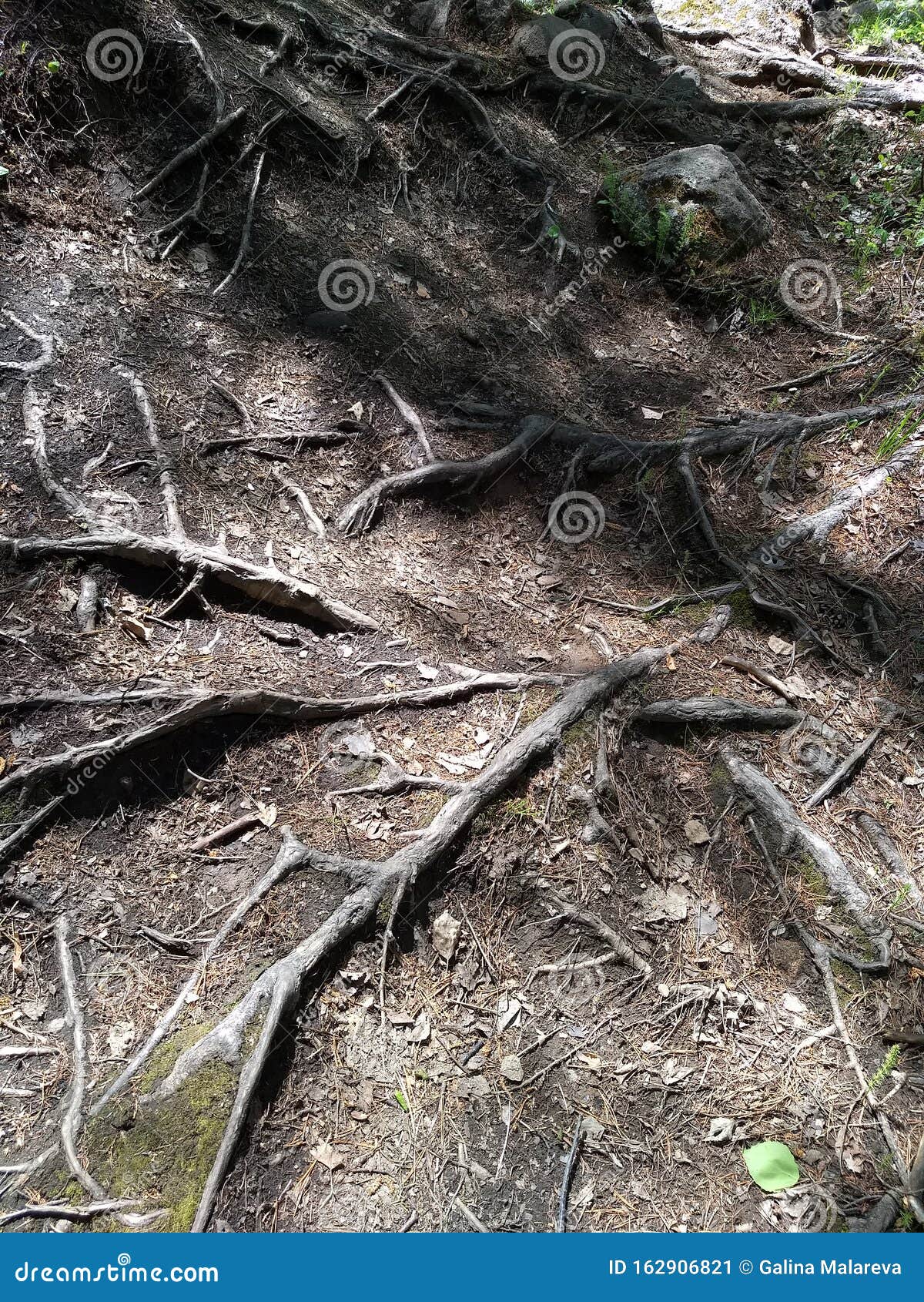Pattern of Tree Roots. Siberian Patterns of Nature, Irkutsk Stock Image ...
