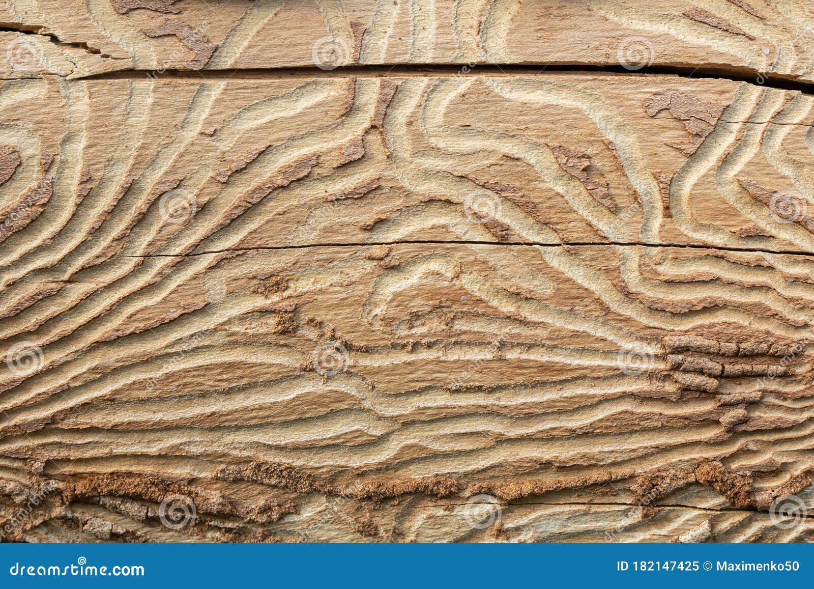 Pattern on Tree Trunk Log. Tunnels of Bark Beetle Form Bizarre Pattern ...