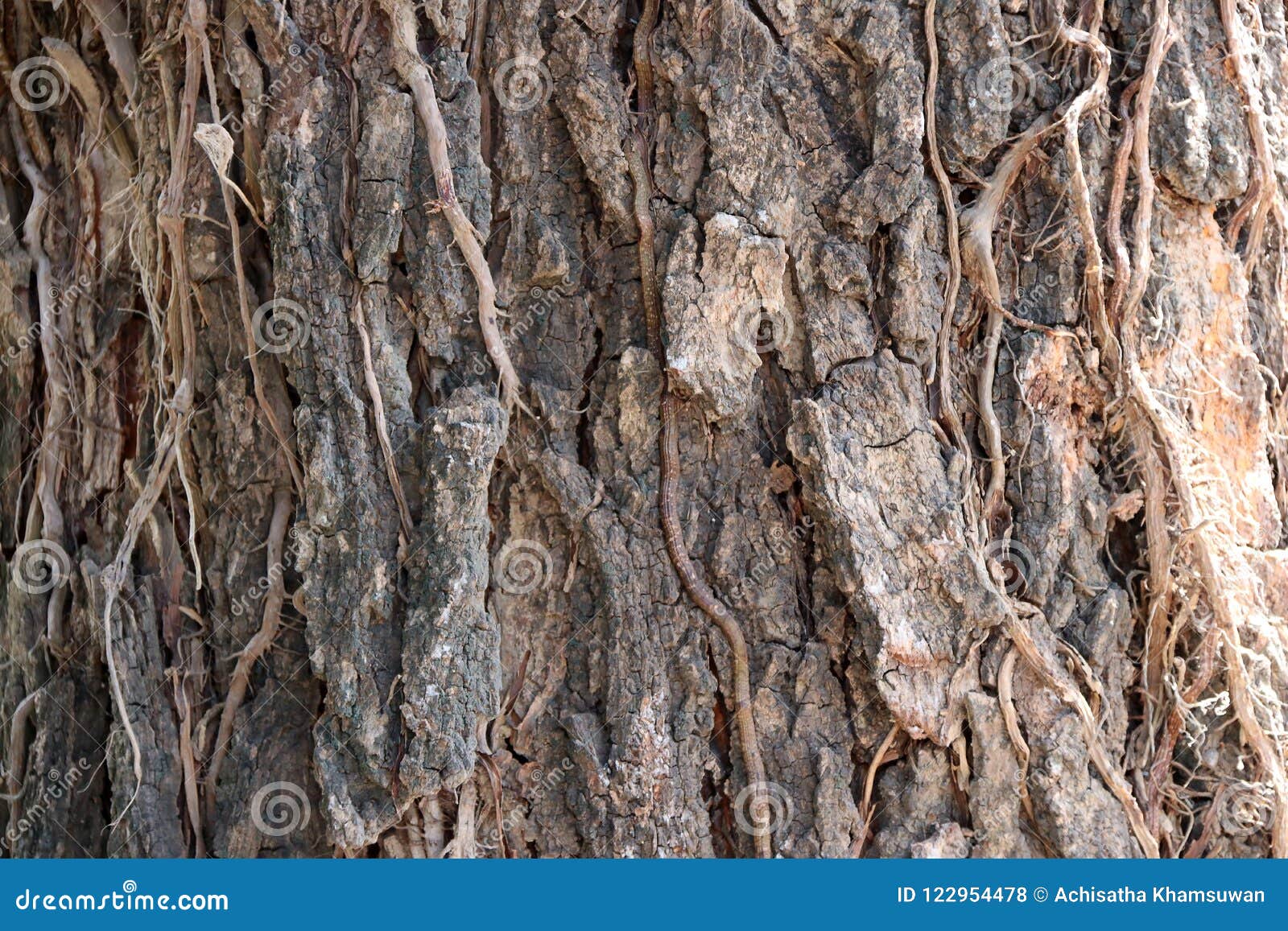 Pattern of Tree Trunk Surfaces, Texture of Tree Bark. Stock Photo ...