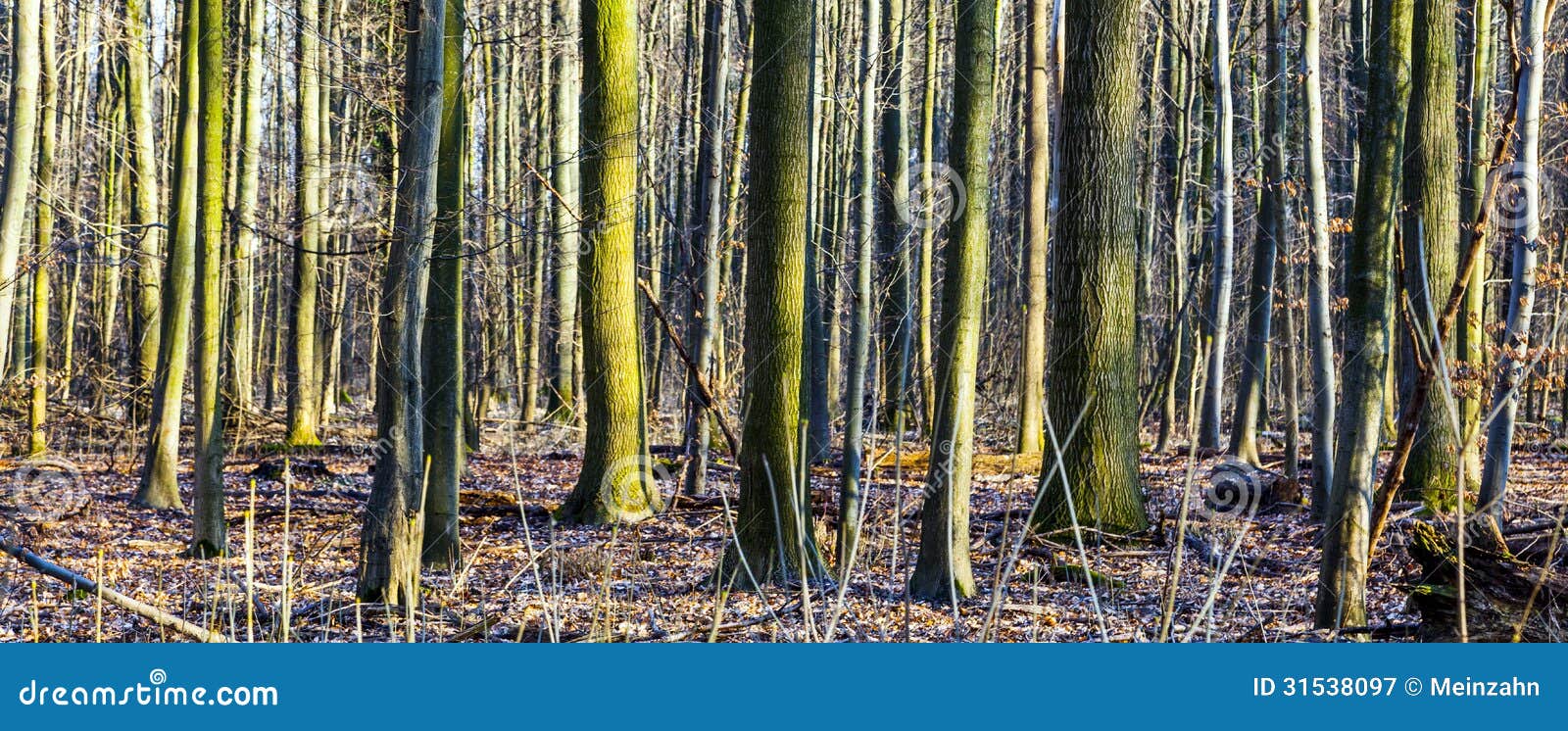 Pattern of trees in forest stock image. Image of rural - 31538097