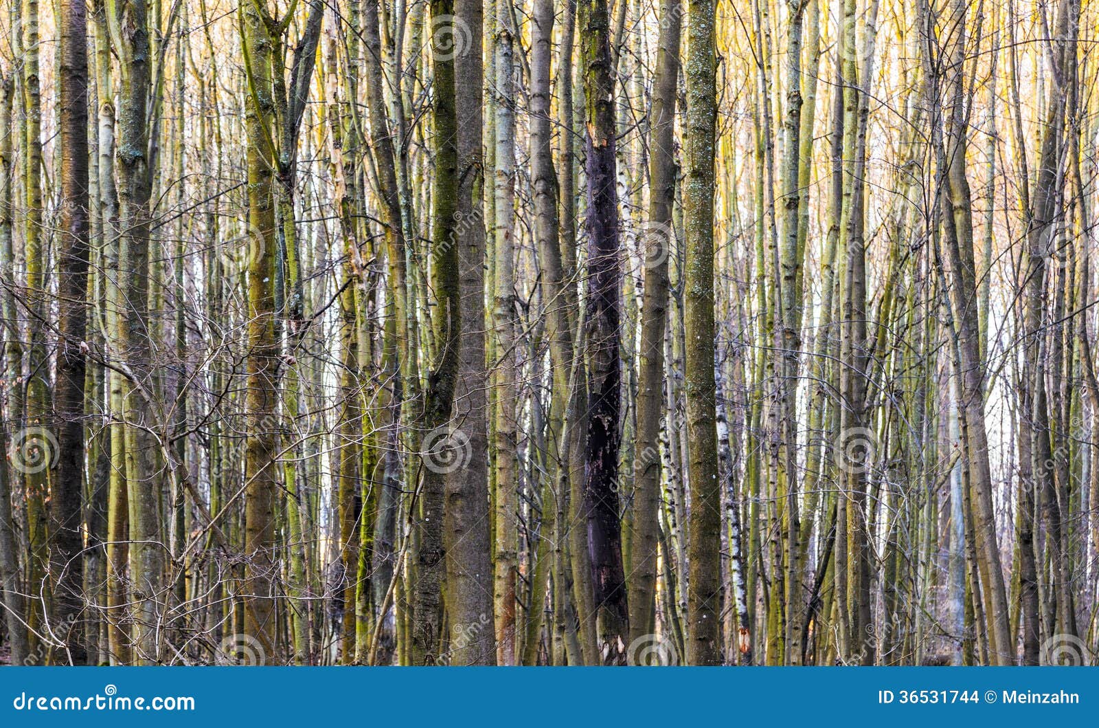 Pattern of trees in forest stock photo. Image of season - 36531744