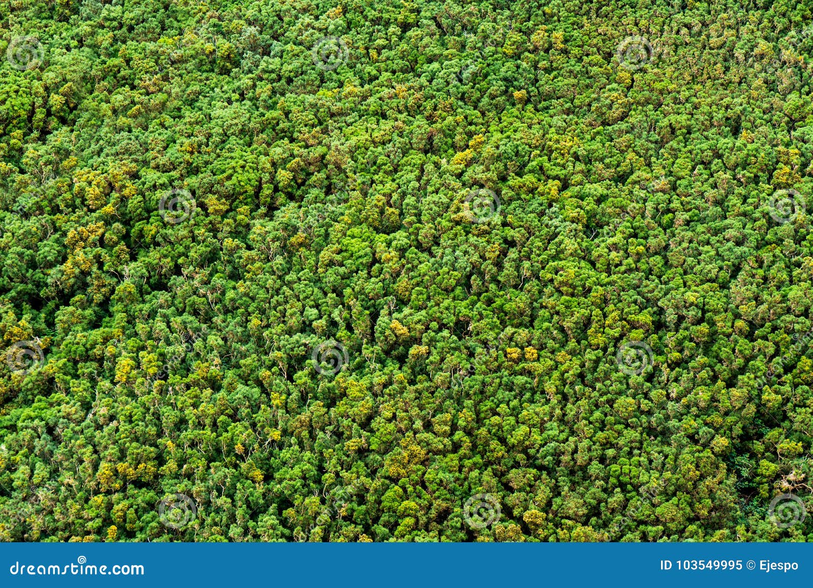 Just Trees stock image. Image of trees, pattern, hillside - 103549995