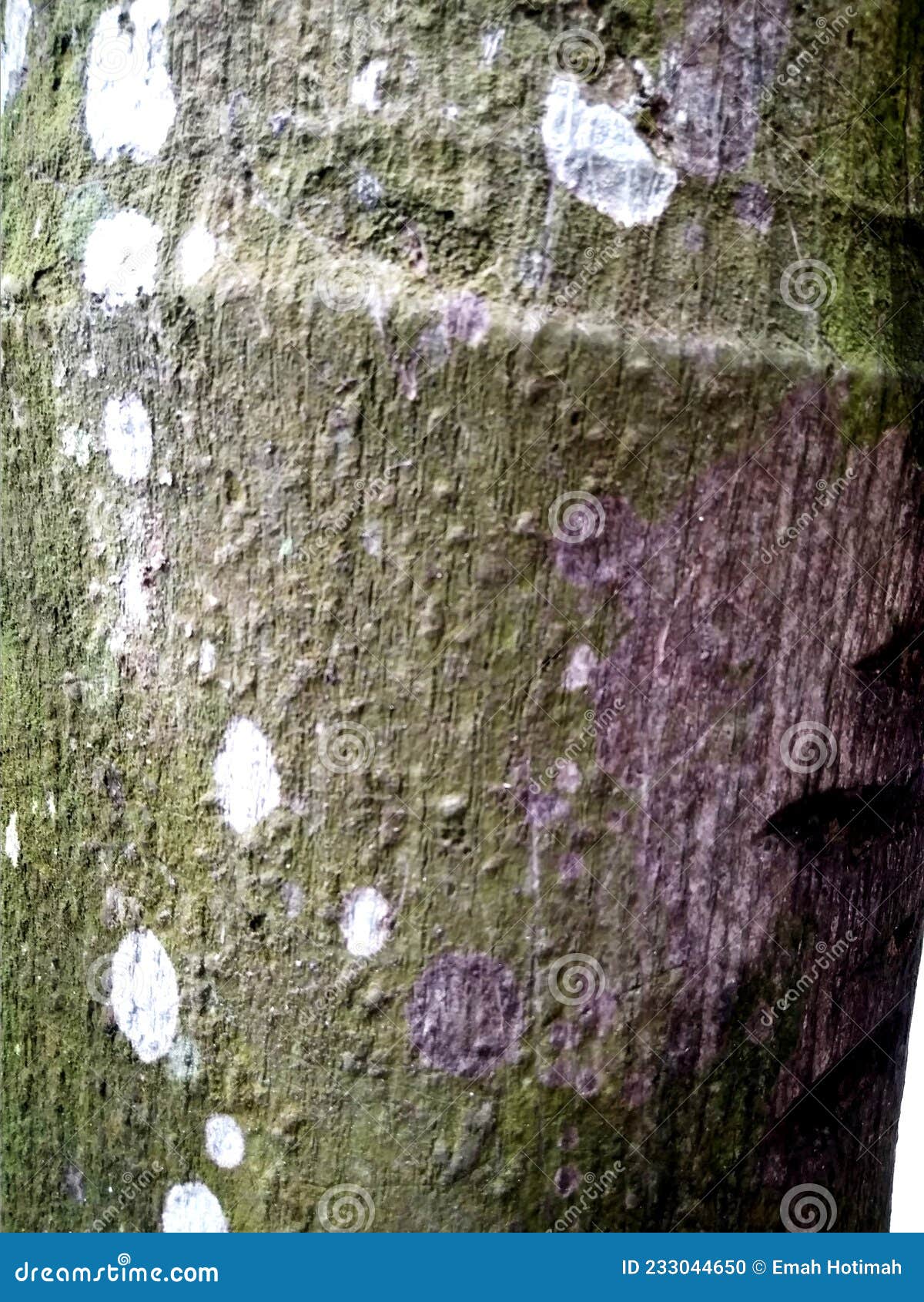 A Pattern on the Trunk of a Tree Caused by a Fungus,. Stock Photo ...