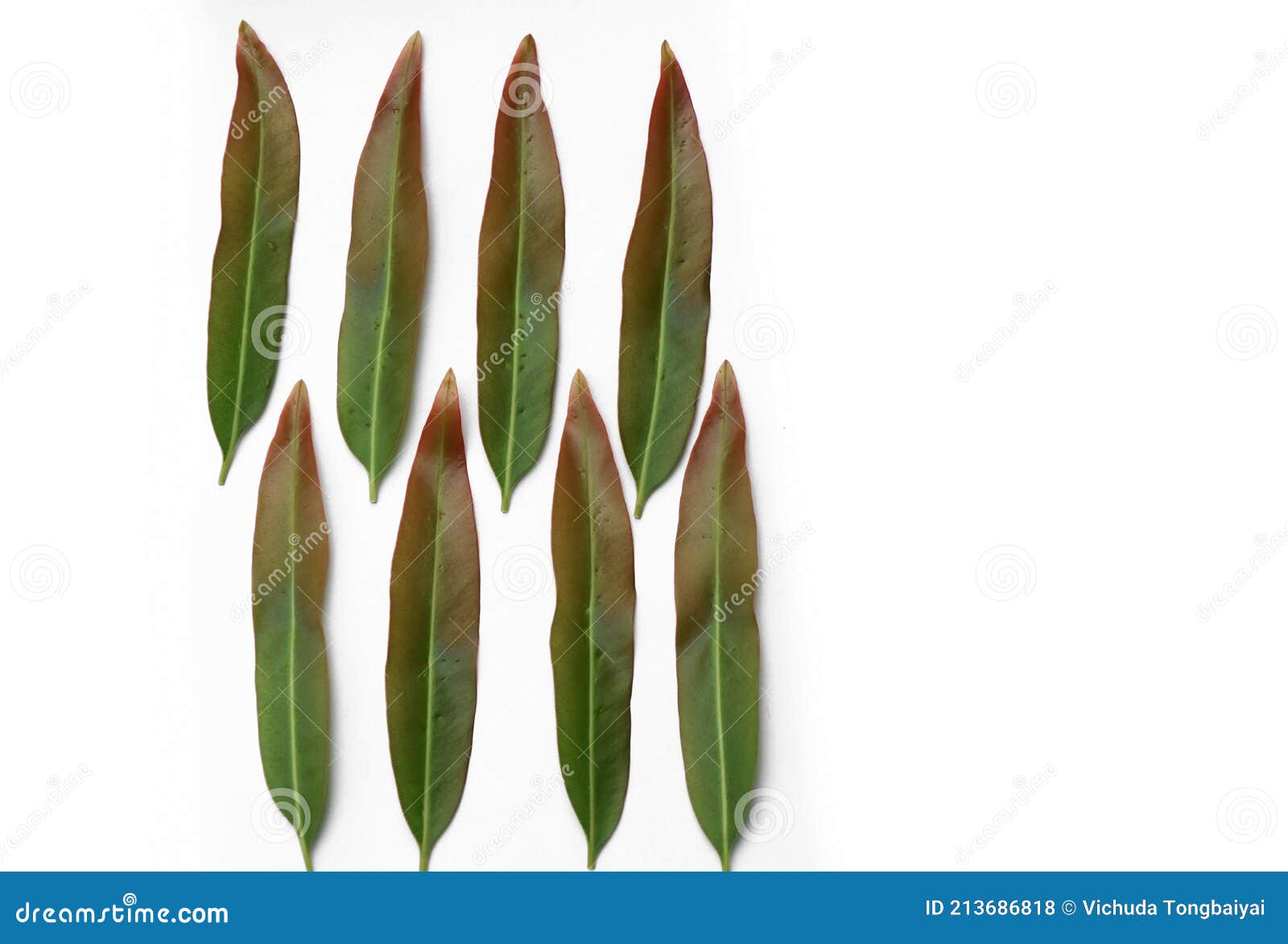 Pattern on Two Tone Leaves Decorate on Isolate Background Stock Photo ...