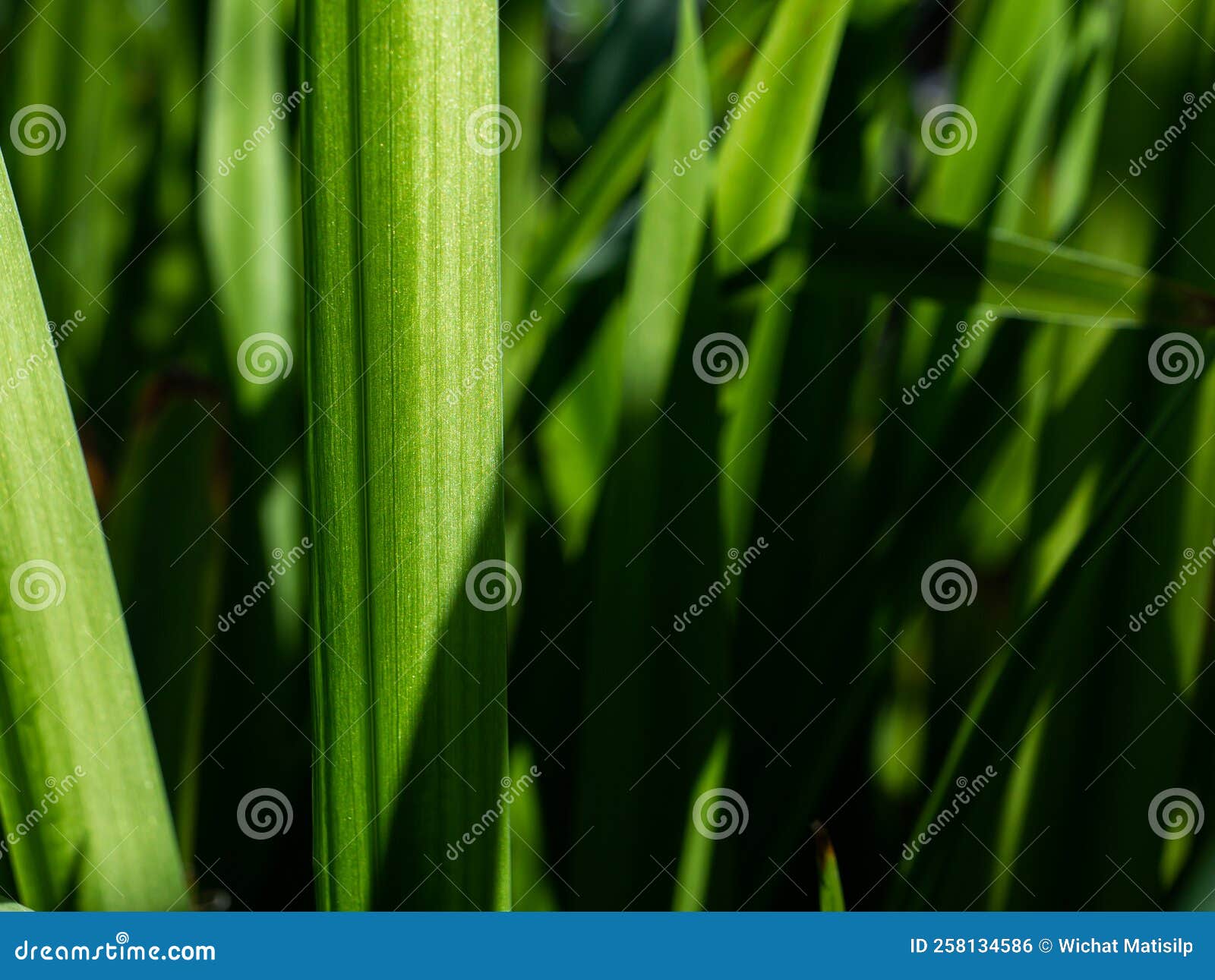 Pattern of Walking Iris Leaf and the Shadow Stock Photo - Image of ...