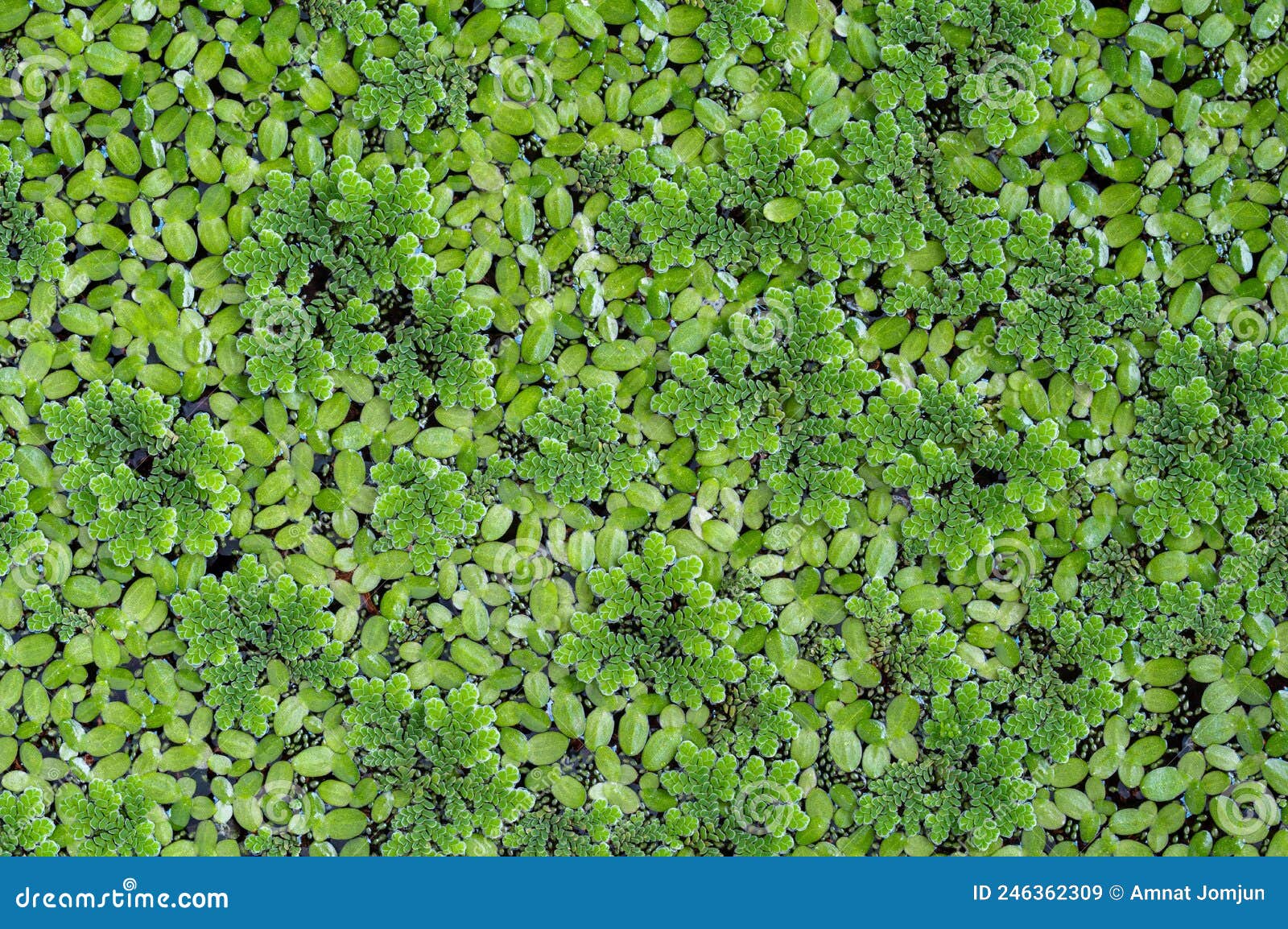 Azolla Caroliniana Or Mosquito Fern, Water Fern. It Is A Small Aquatic ...