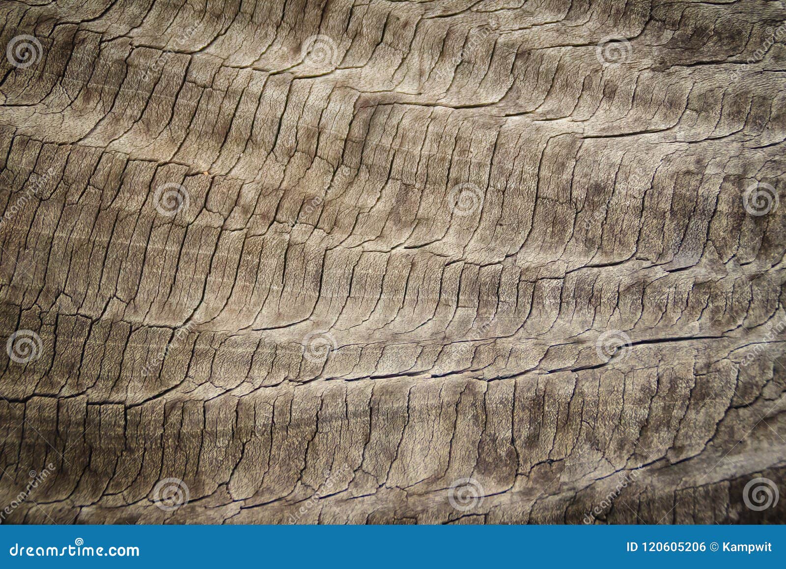 Pattern of Weathered Old Gray Tree Trunk Surface with Annual Rings ...