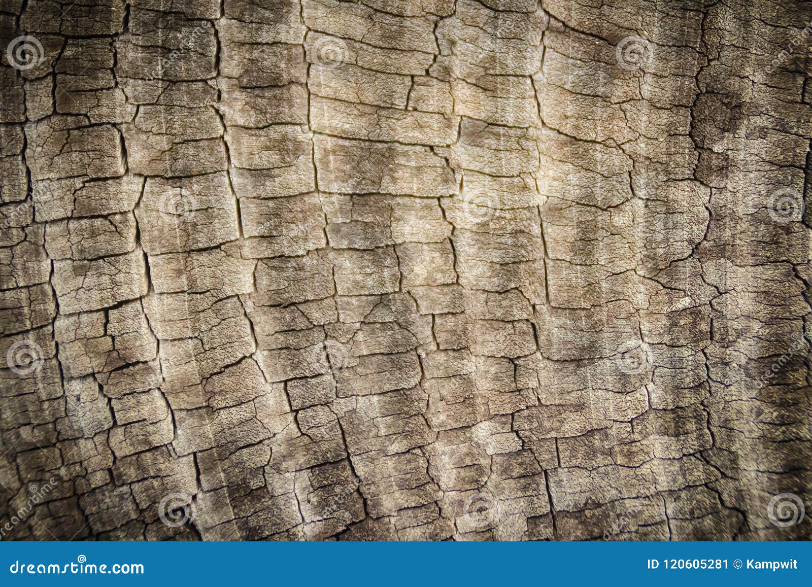 Pattern of Weathered Old Gray Tree Trunk Surface with Annual Rings ...