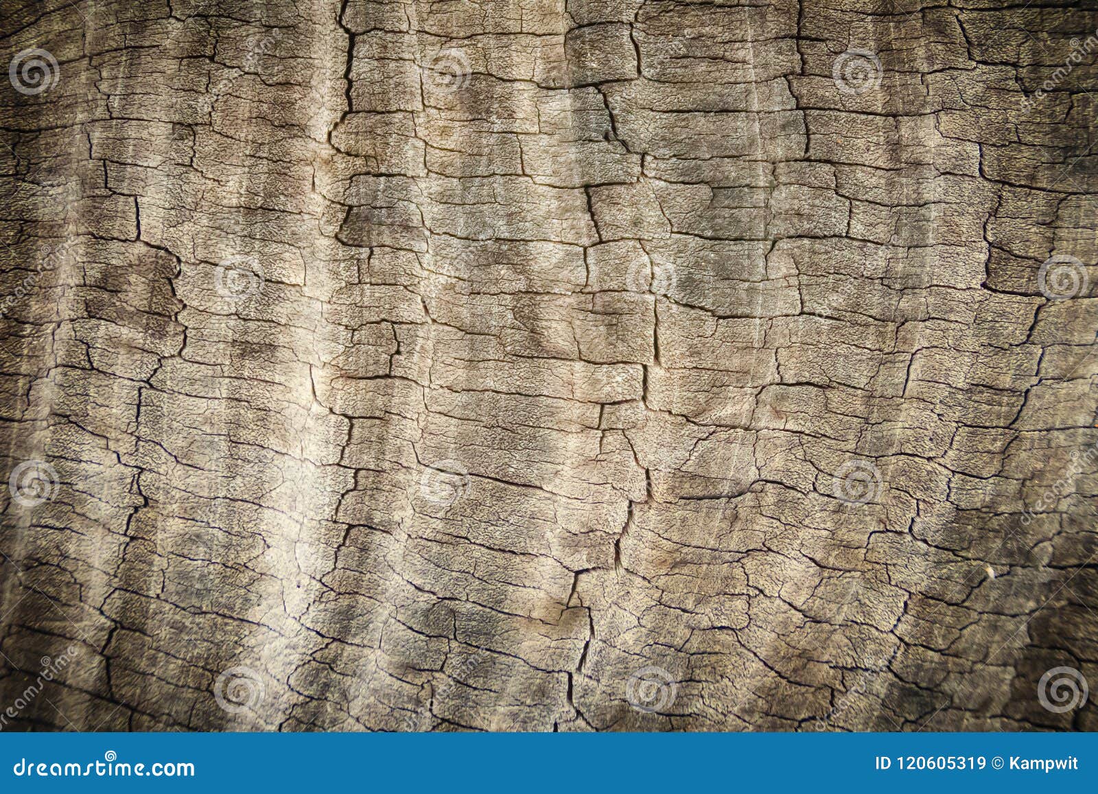 Pattern of Weathered Old Gray Tree Trunk Surface with Annual Rings ...